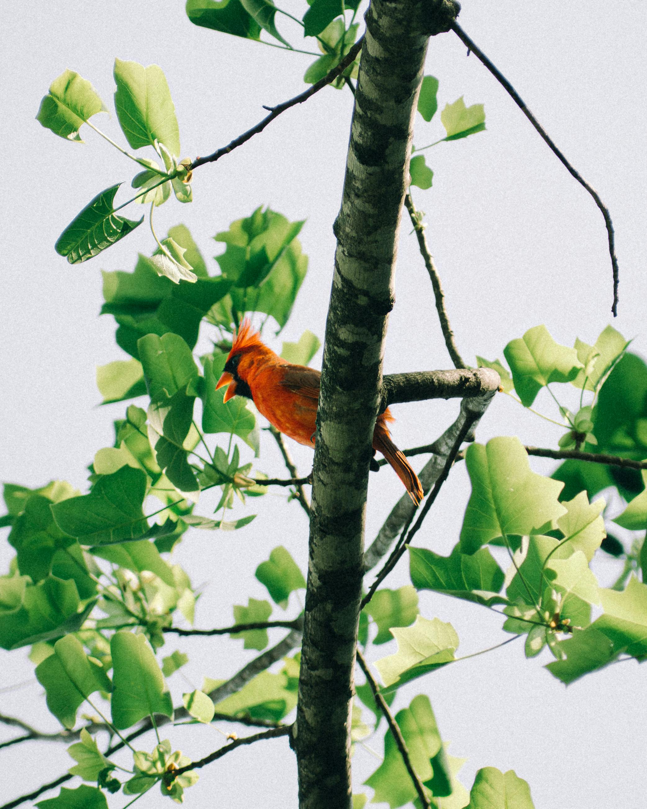 Vibrant Cardinal Perched Among Summer Foliage · Free Stock Photo