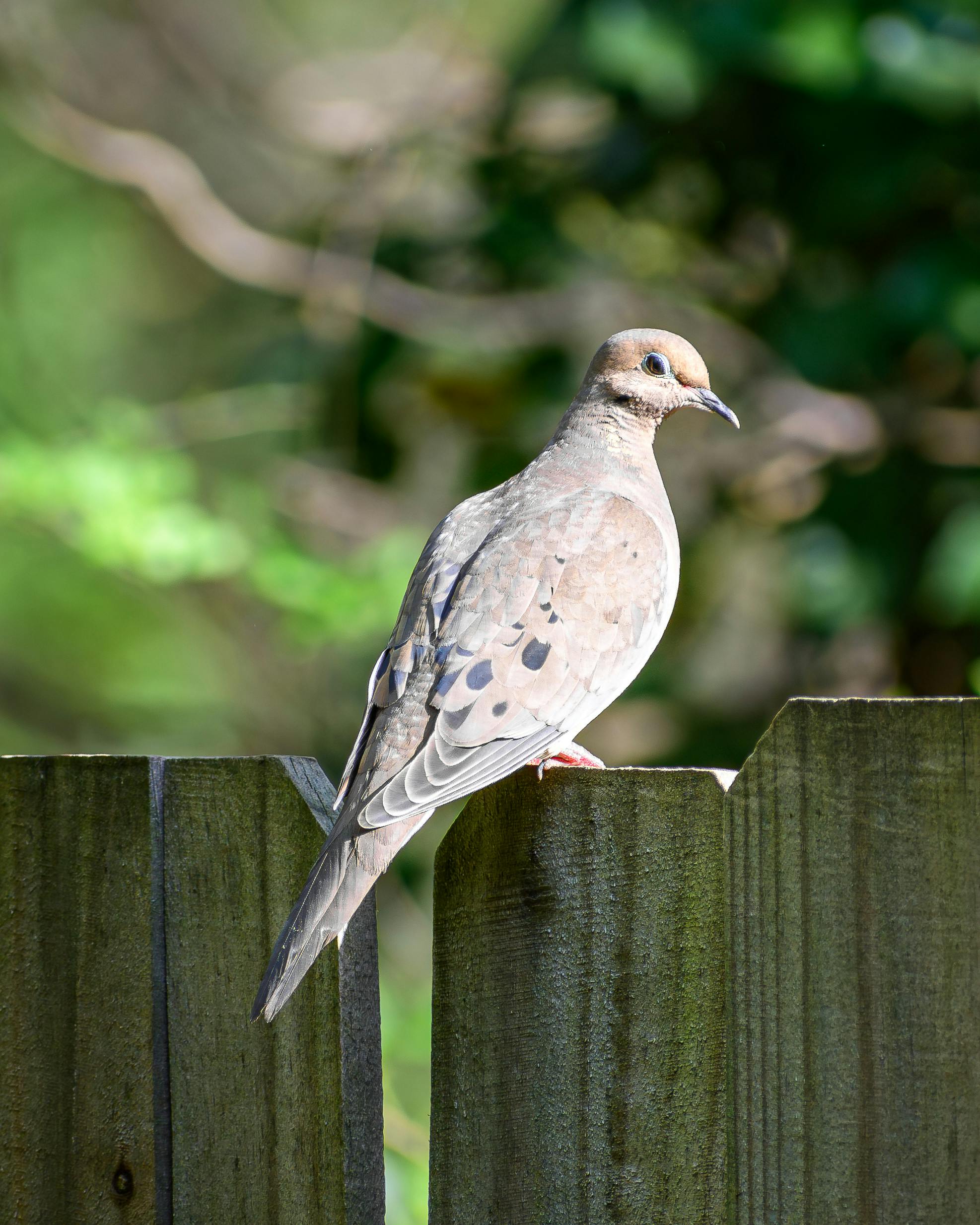 10 000+ Colombe De Deuil banque d’images et photos libres de droit ...