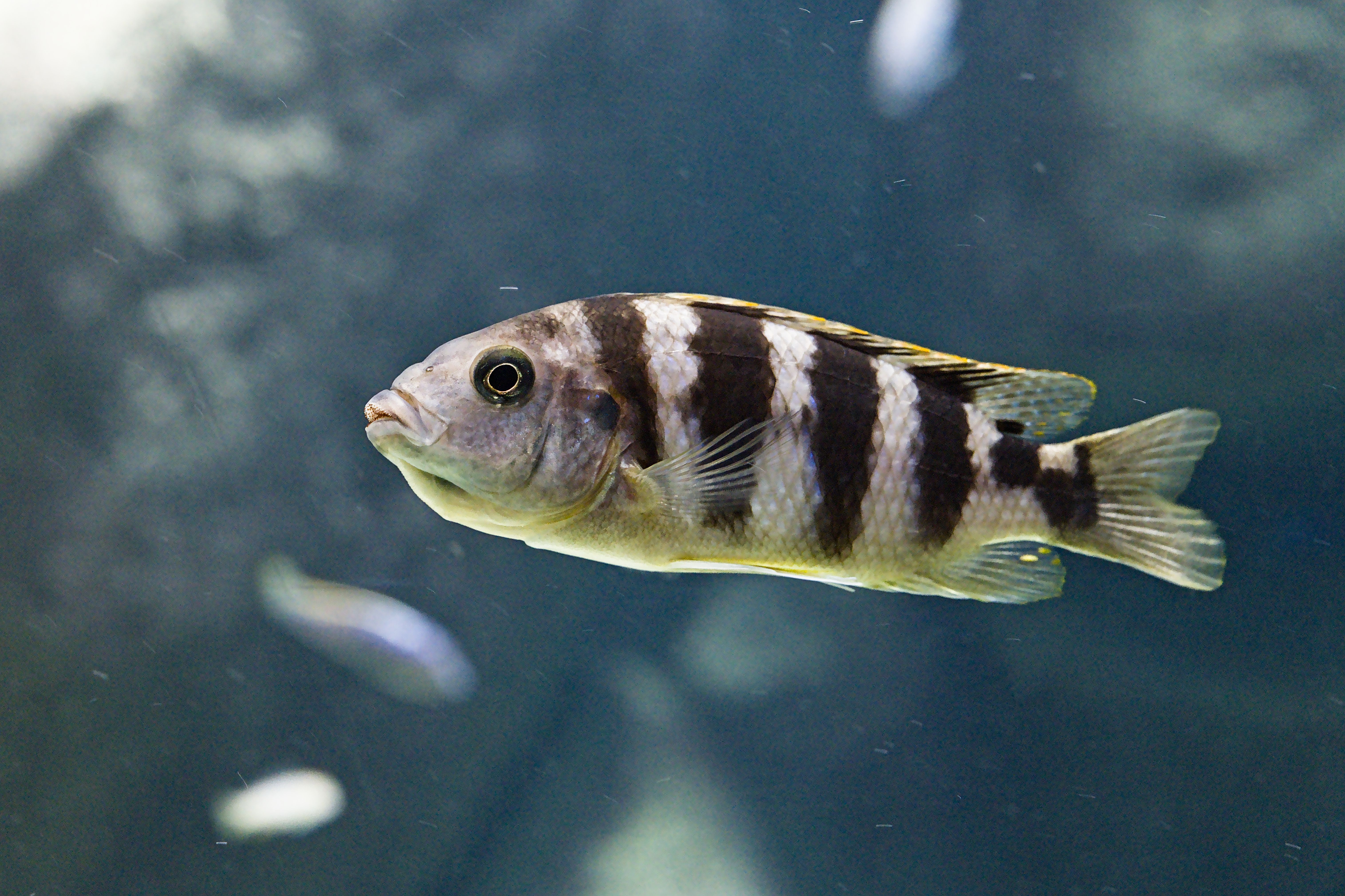 Captivating Underwater Cichlid Fish Close-Up · Free Stock Photo