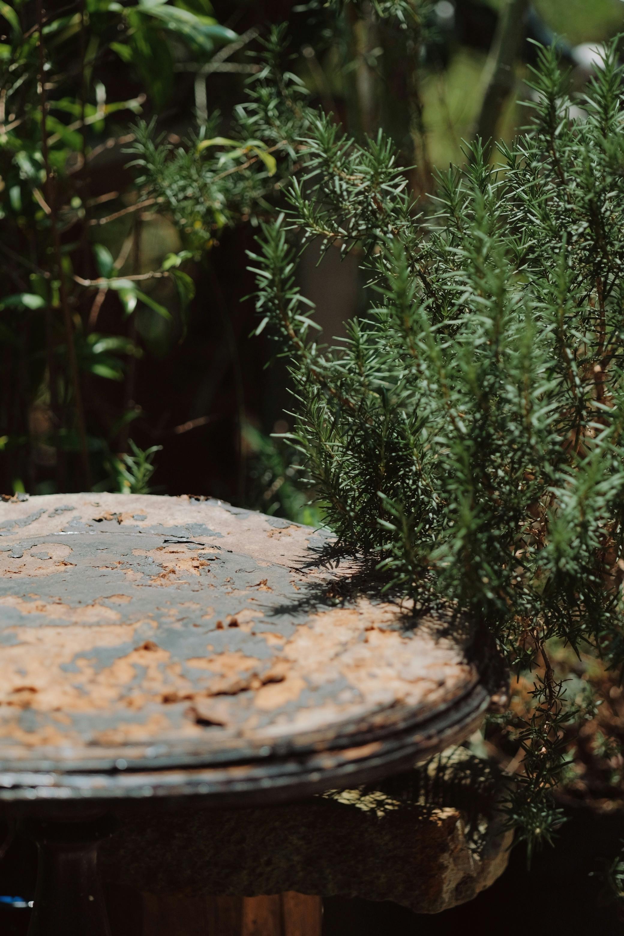 Rustic Garden Table with Rosemary Plants · Free Stock Photo