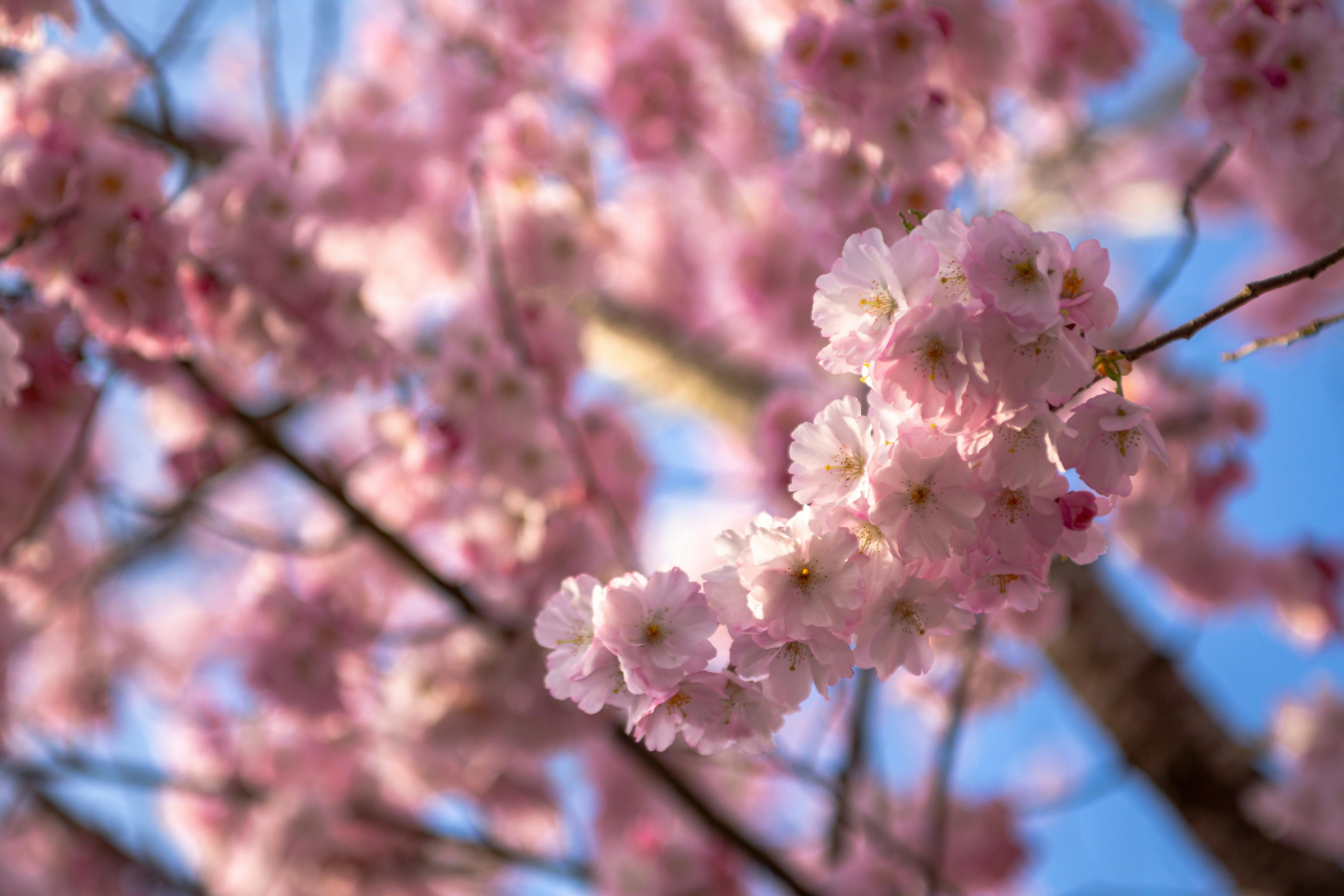 Blooming Cherry Blossoms Against Blue Sky · Free Stock Photo