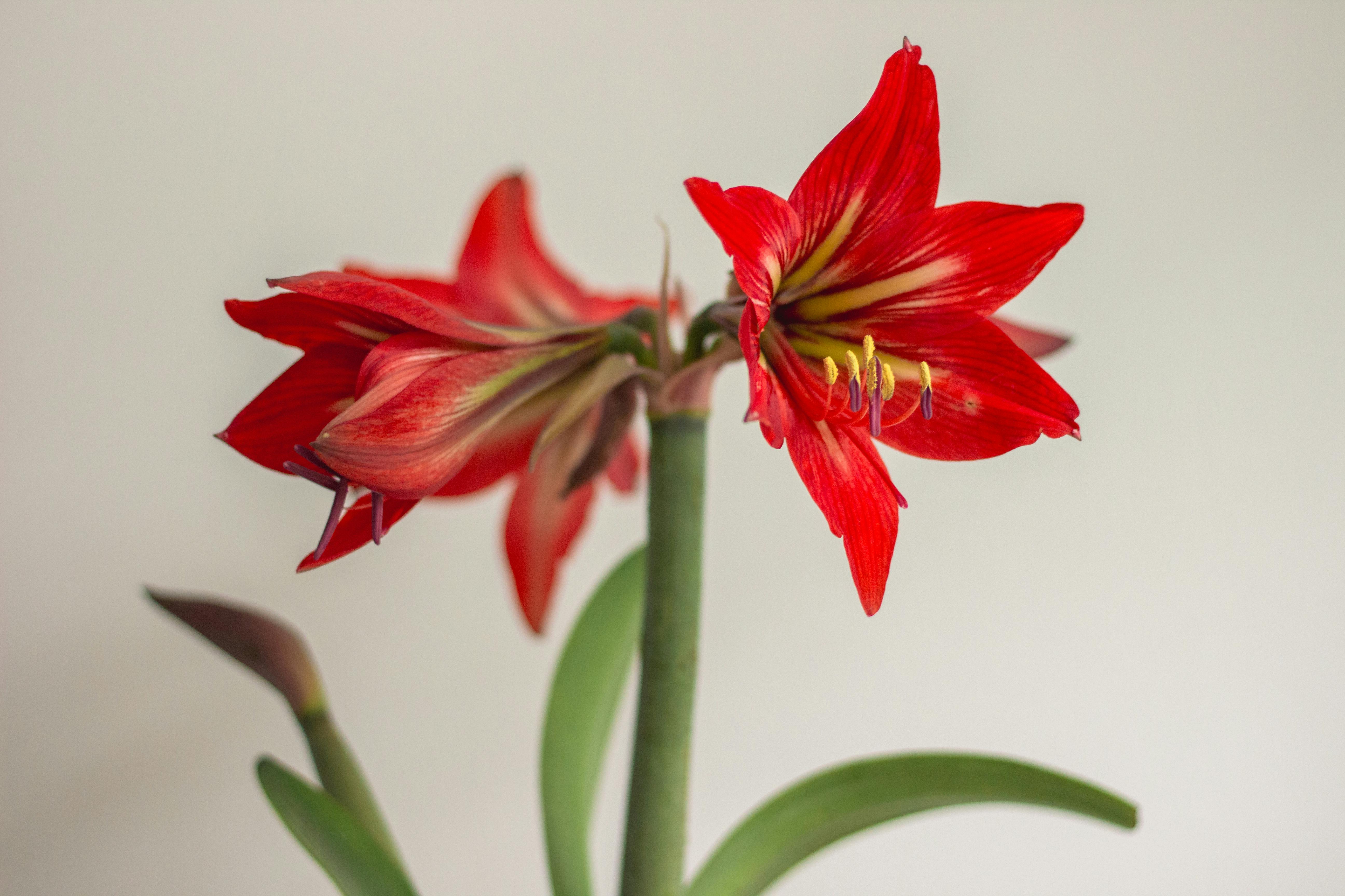 Plant Growing Higher Than Others Photos, Download The BEST Free Plant ...