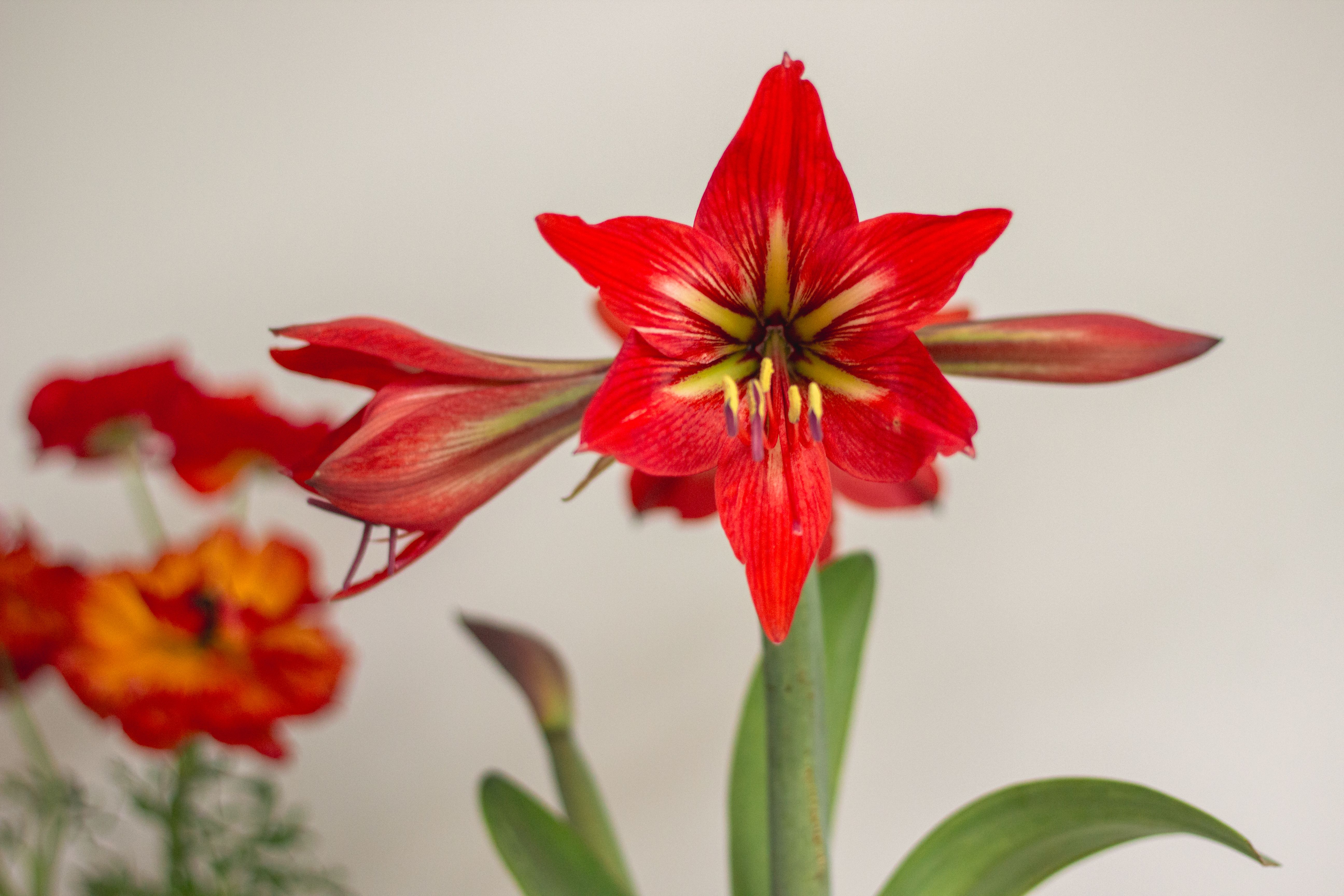 Vibrant Red Amaryllis Flower with Buds and Leaves · Free Stock Photo