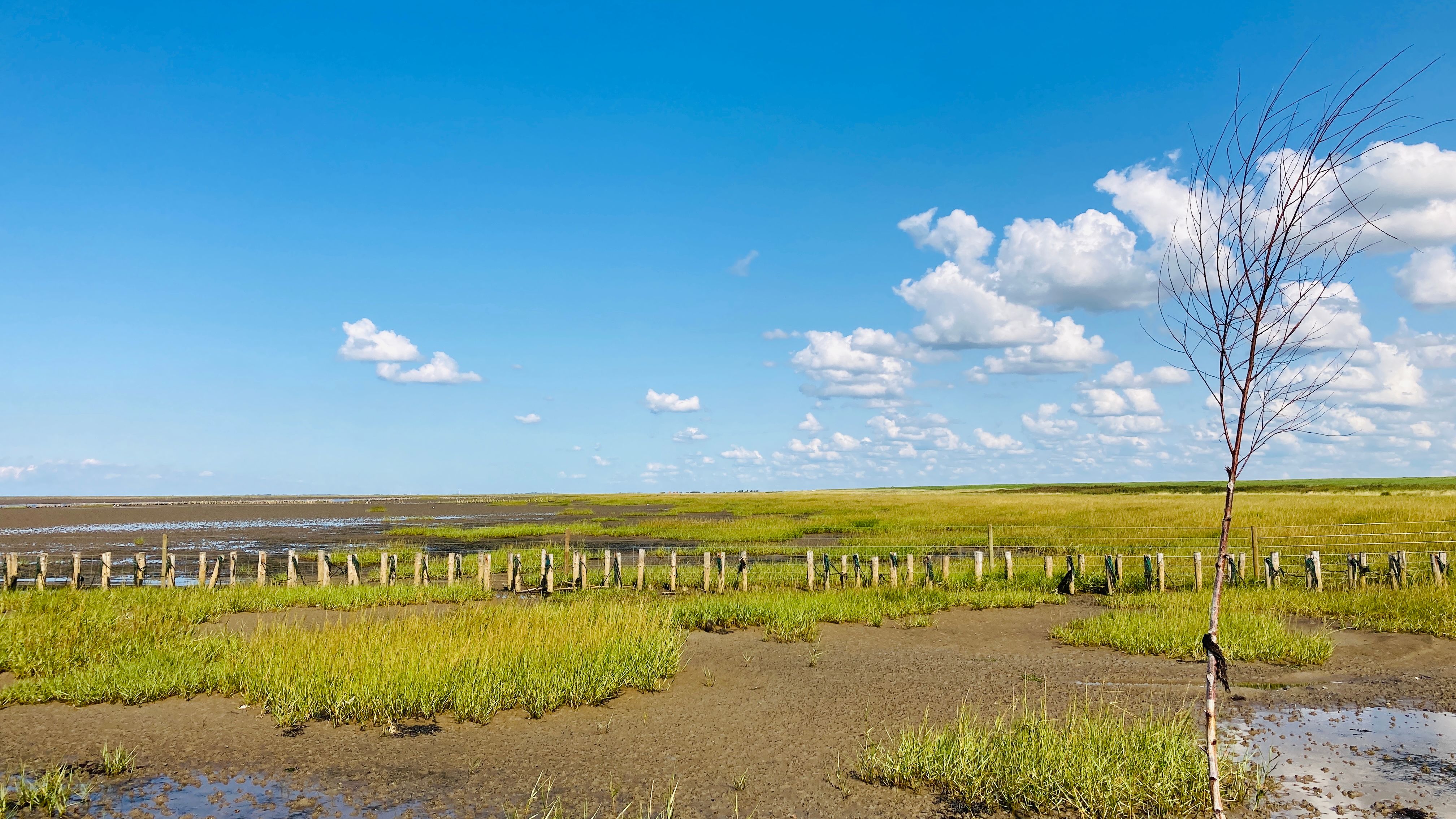 Scenic Marsh Landscape with Blue Sky and Clouds · Free Stock Photo