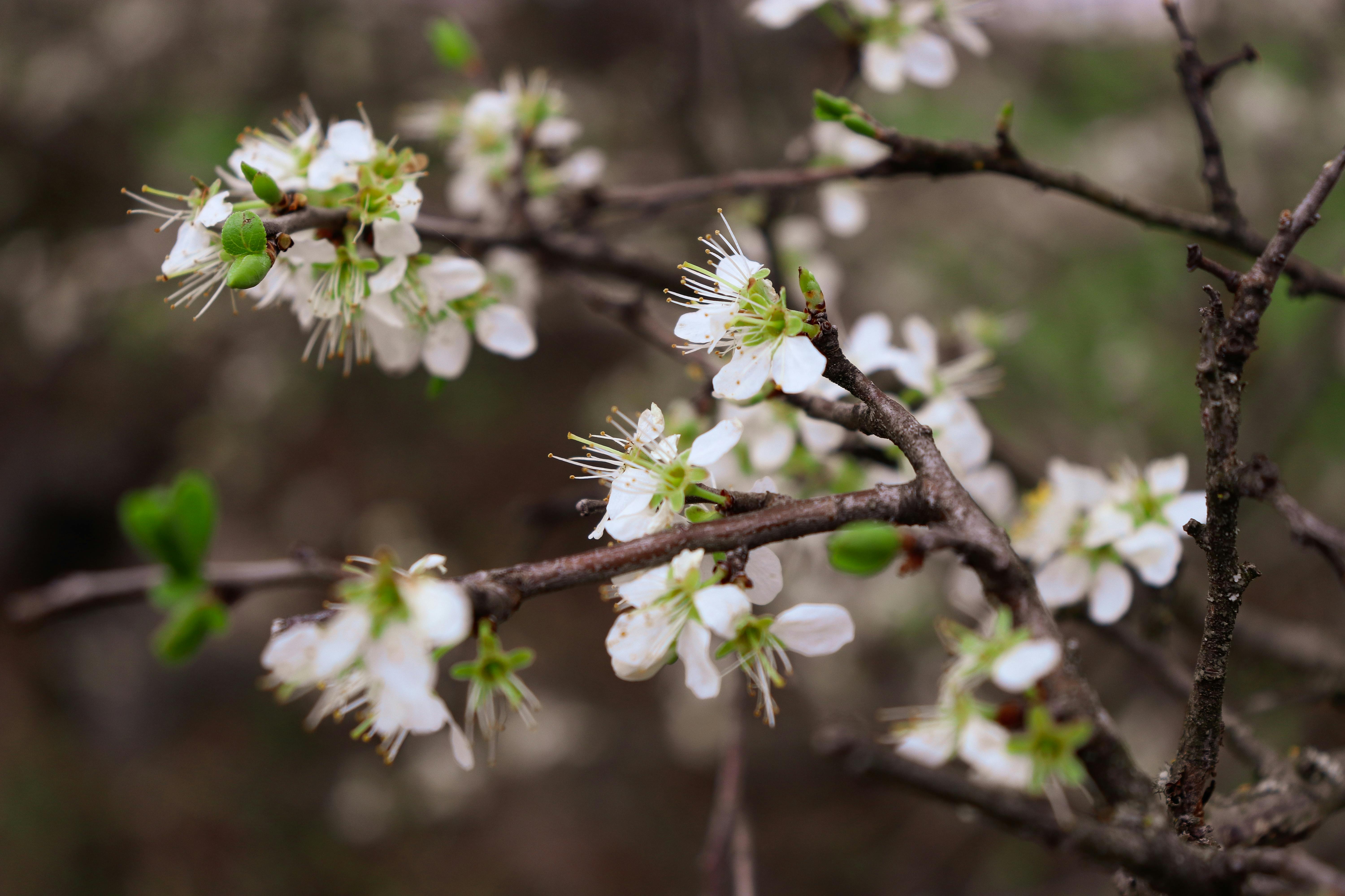 White Spring Blossoms on Branch Close-up · Free Stock Photo