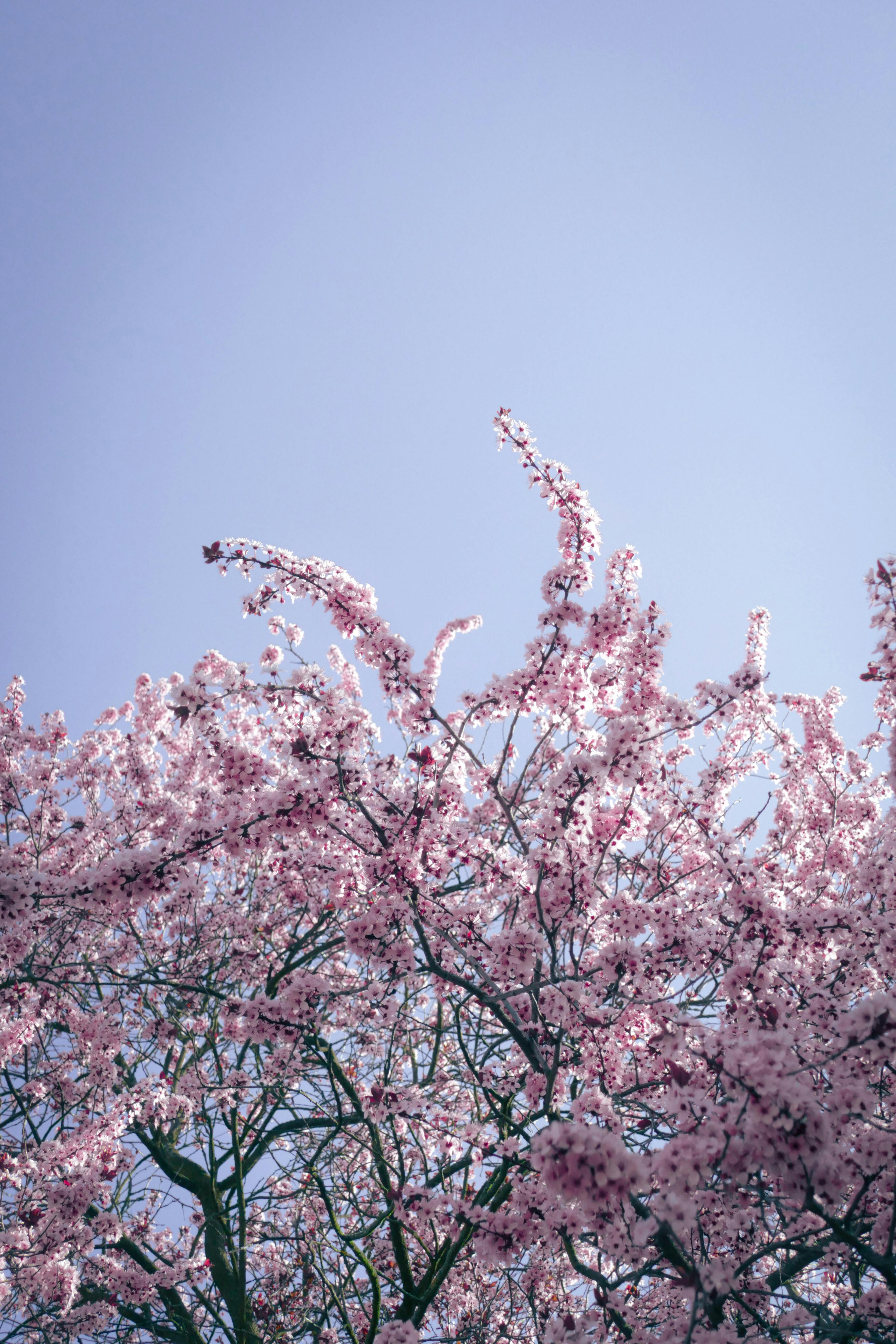 5mb Photo Photos, Download The BEST Free 5mb Photo Stock Photos & HD Images