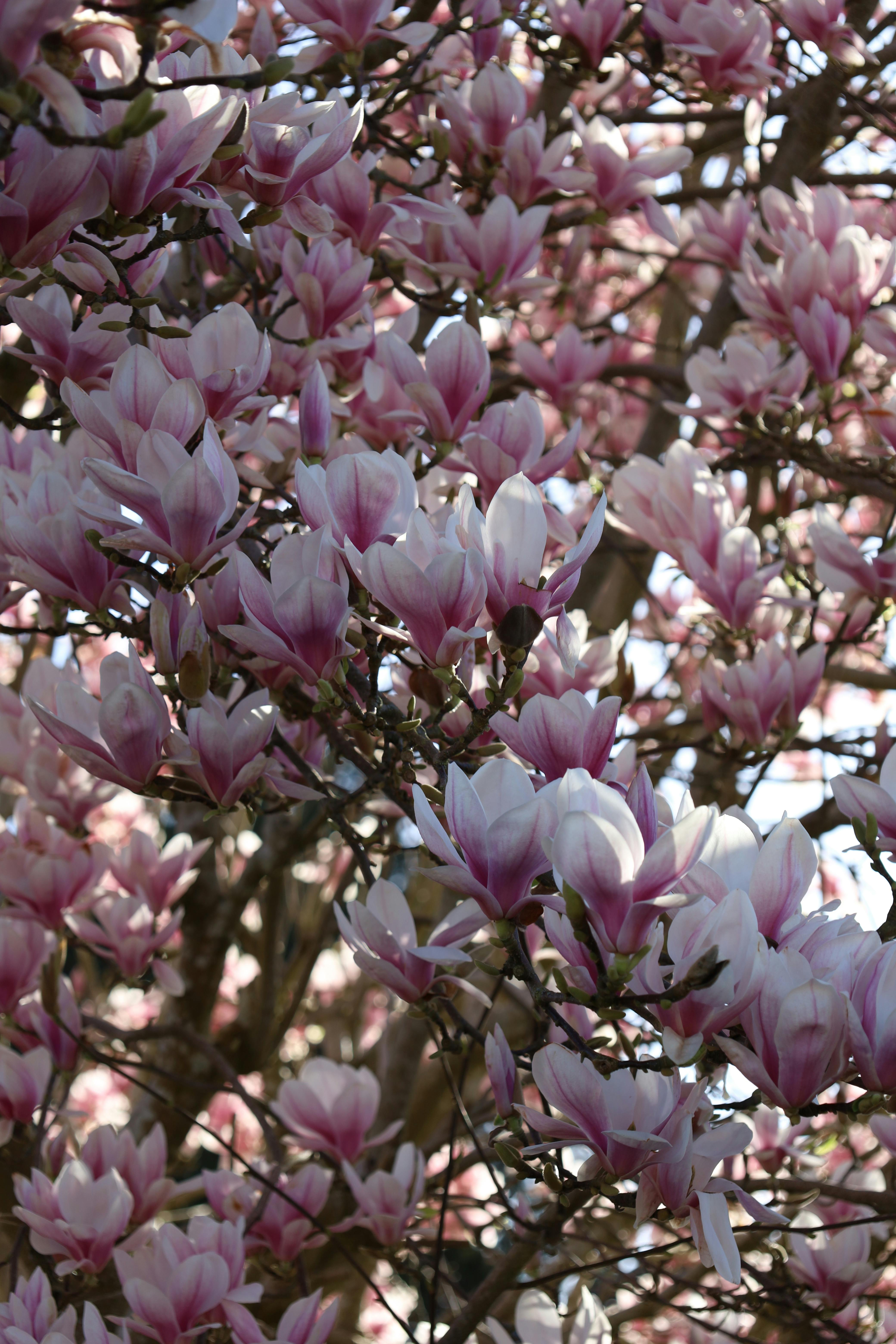 Nigel Cohen - 사진