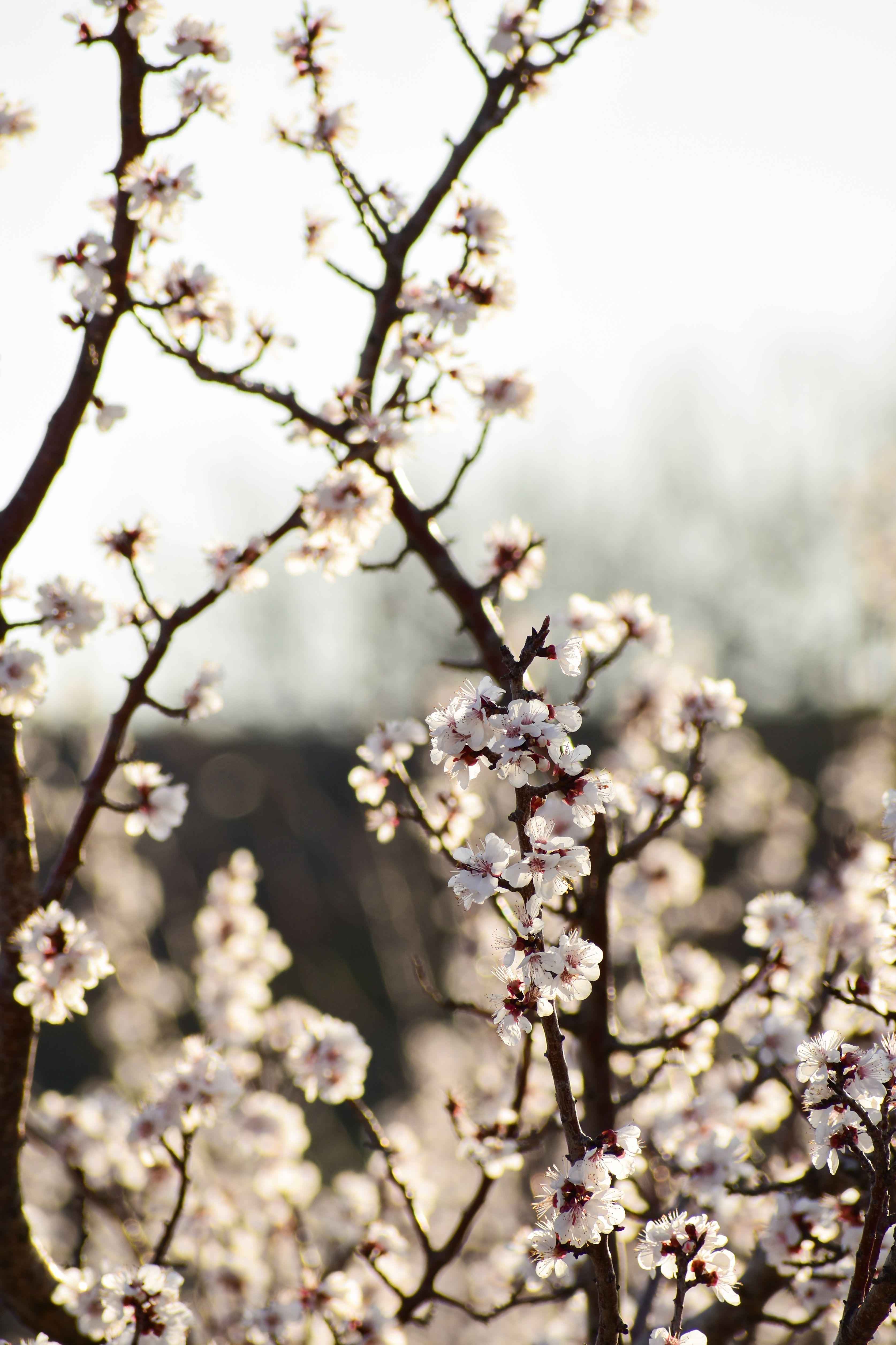 Springtime Blooms: White Cherry Blossoms in Sunlight · Free Stock Photo