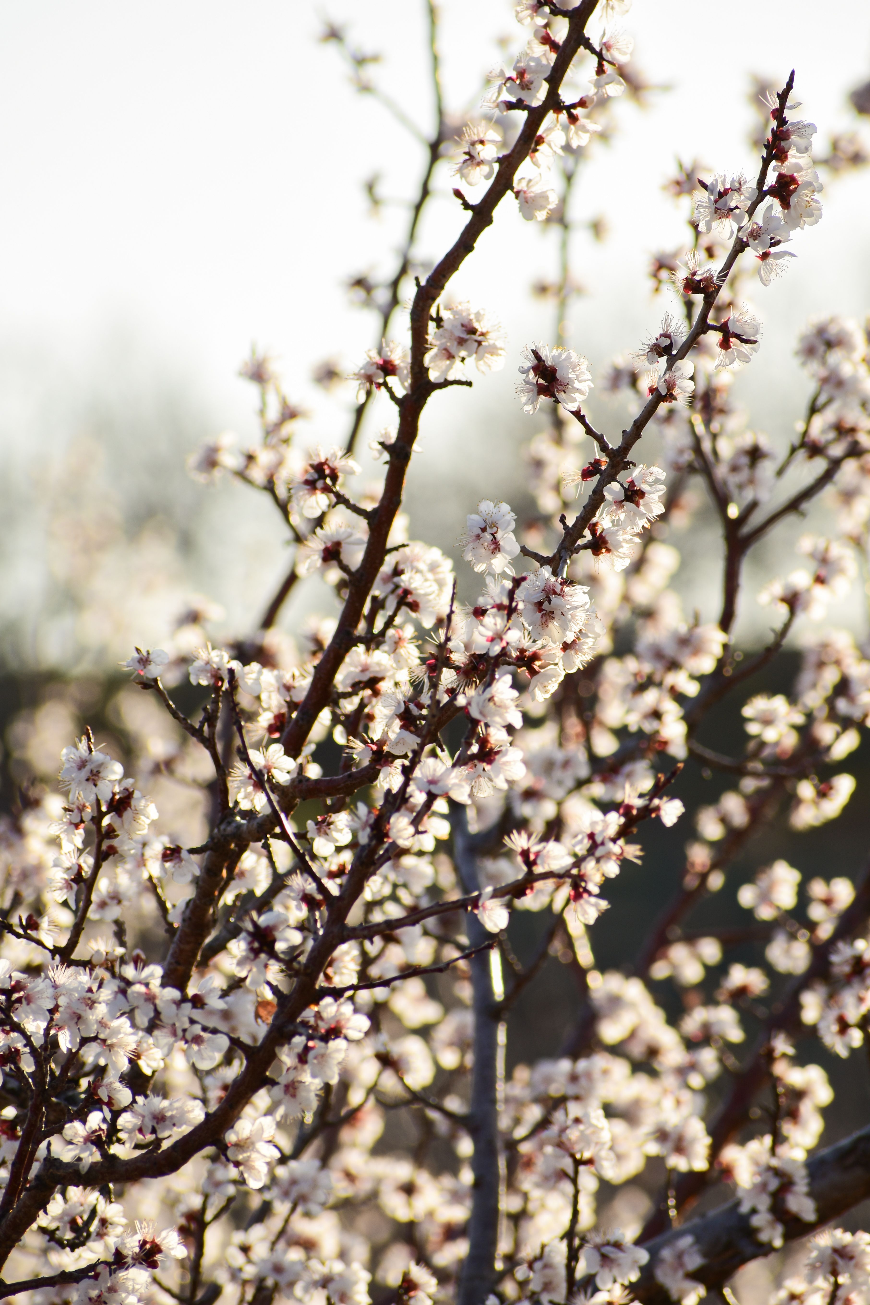 Blooming Tree Branches in Springtime Sunlight · Free Stock Photo