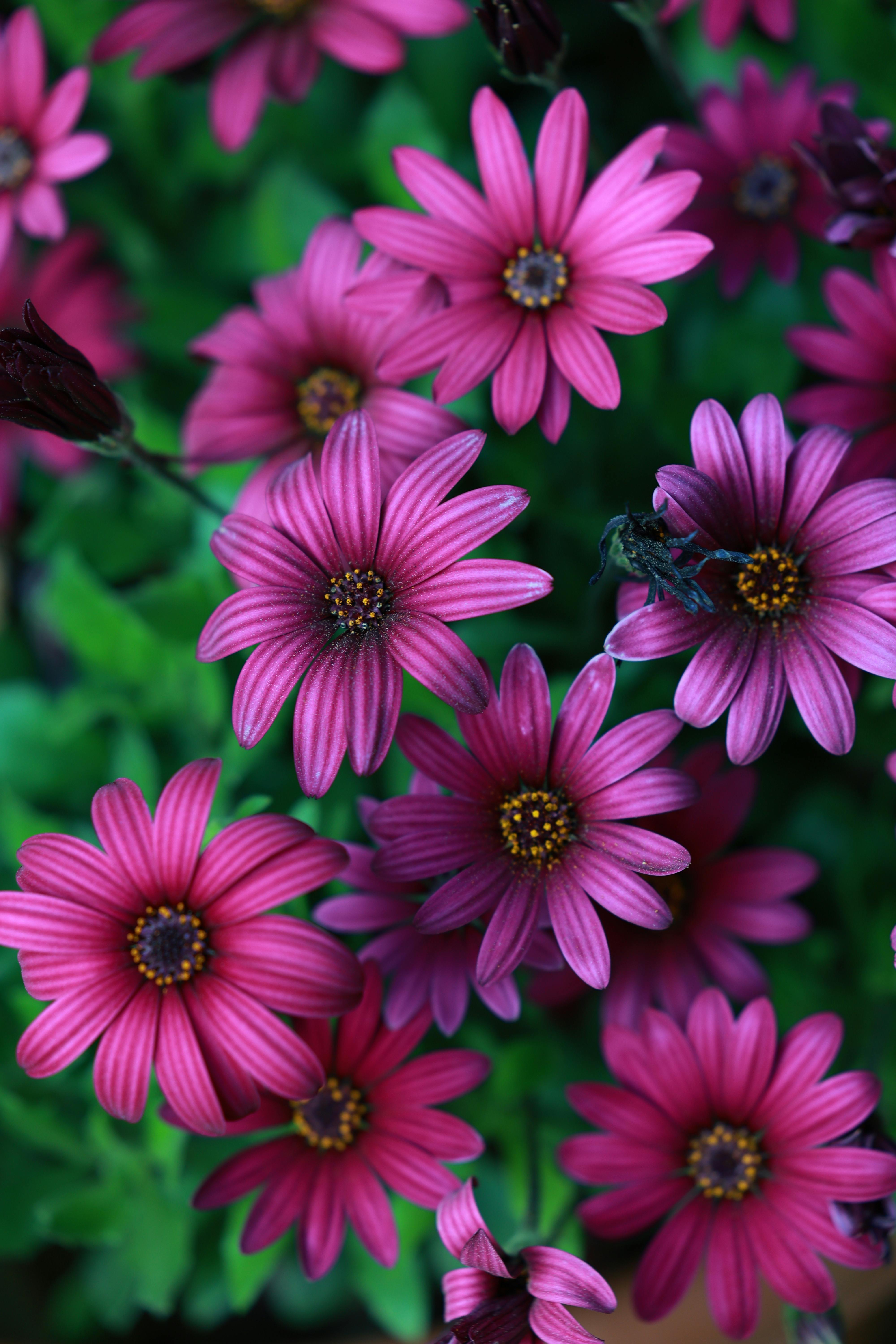 Purple Petaled Floewr · Free Stock Photo
