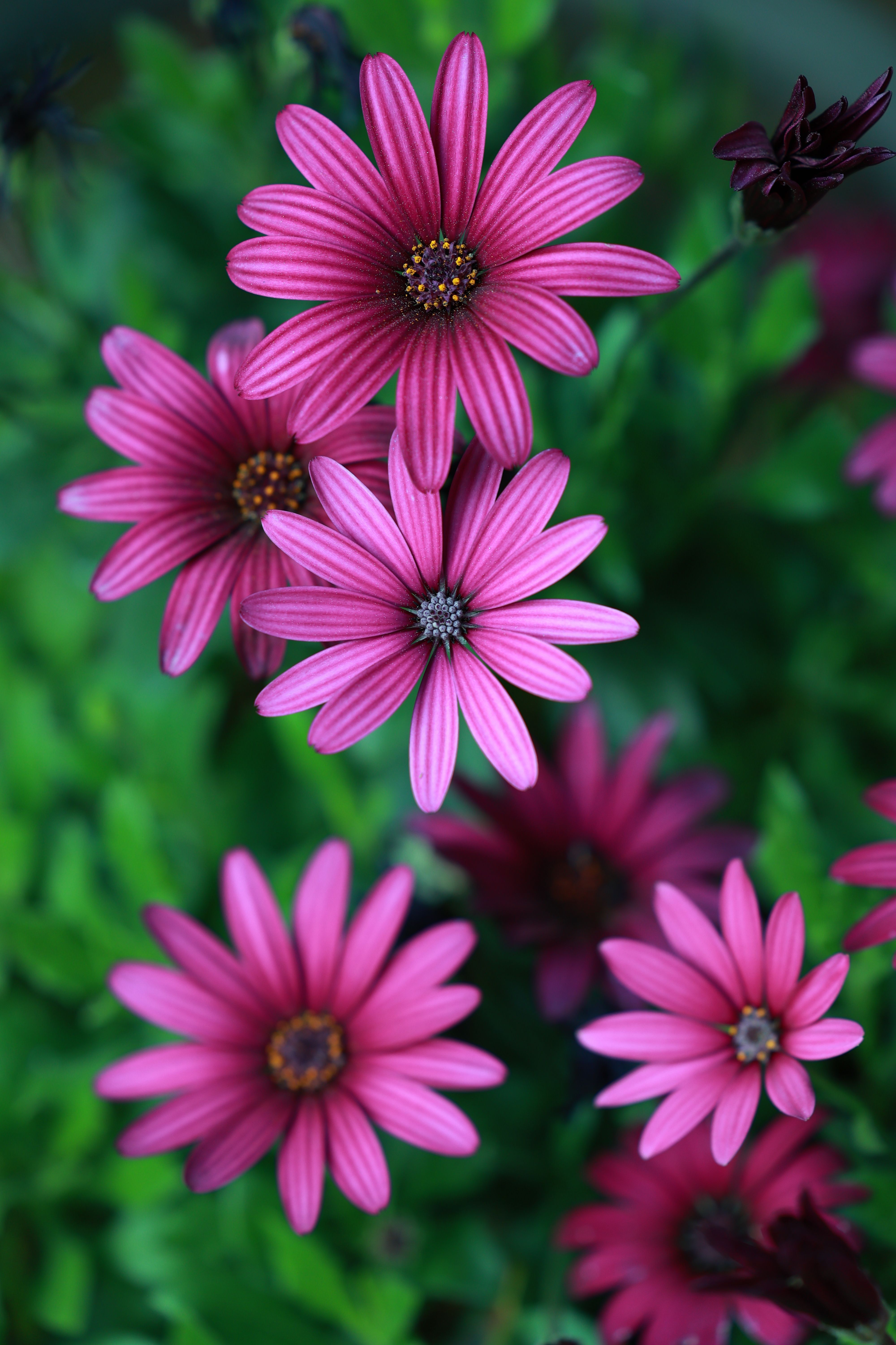 Vibrant Pink Daisies in Bloom Close-up · Free Stock Photo