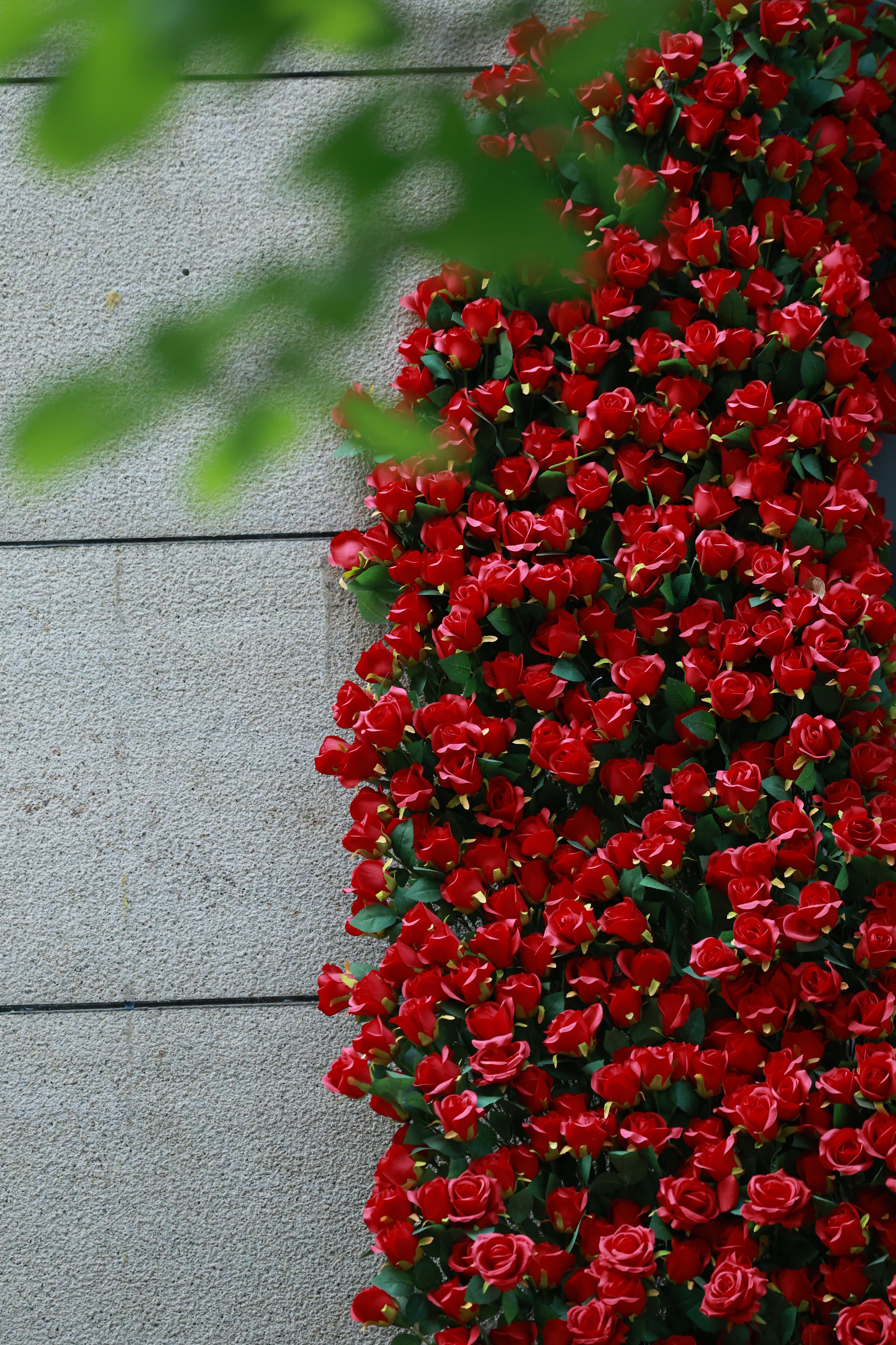 Vibrant Red Roses Adorning Concrete Wall · Free Stock Photo