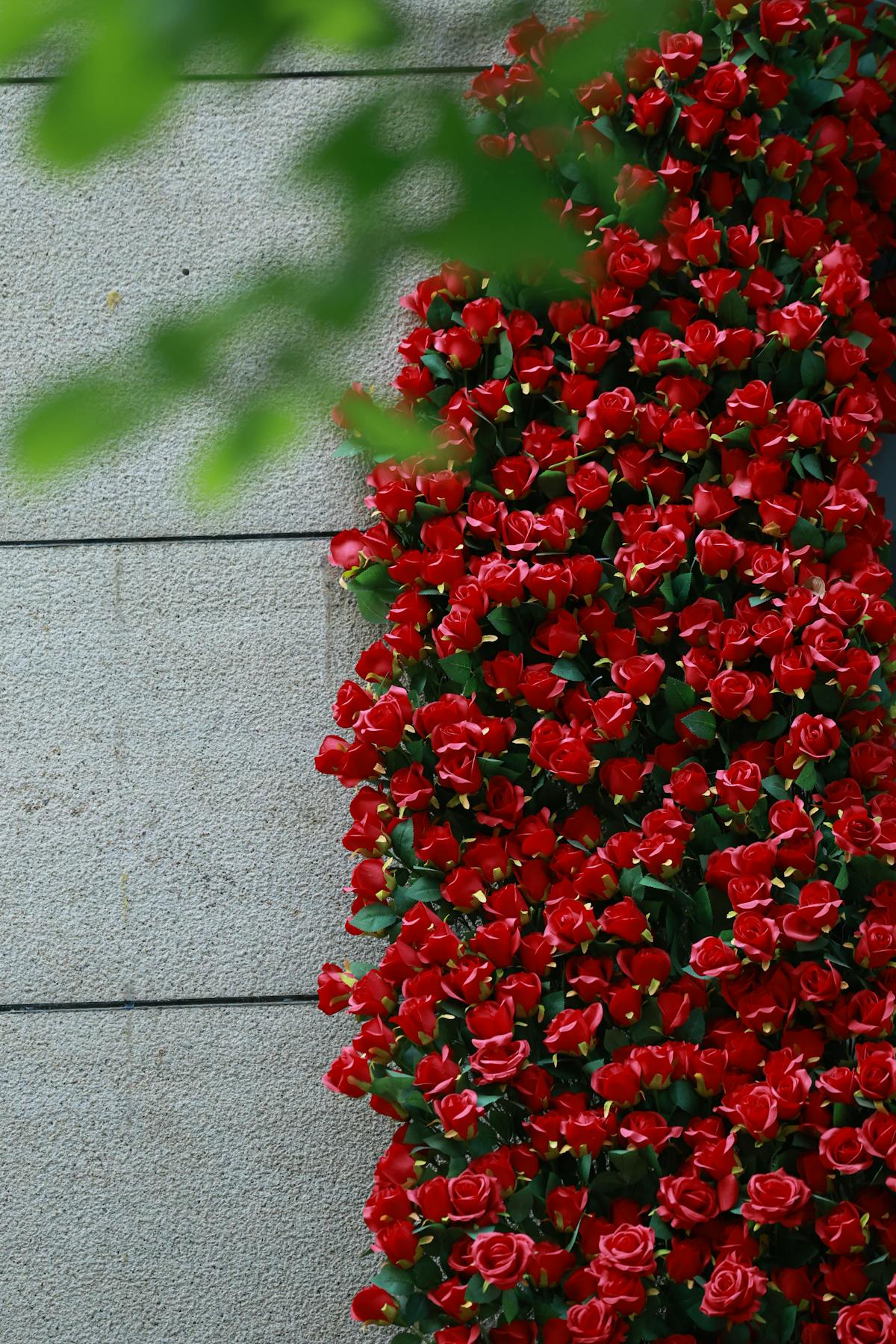 Wall Of Roses Photos, Download The BEST Free Wall Of Roses Stock Photos ...