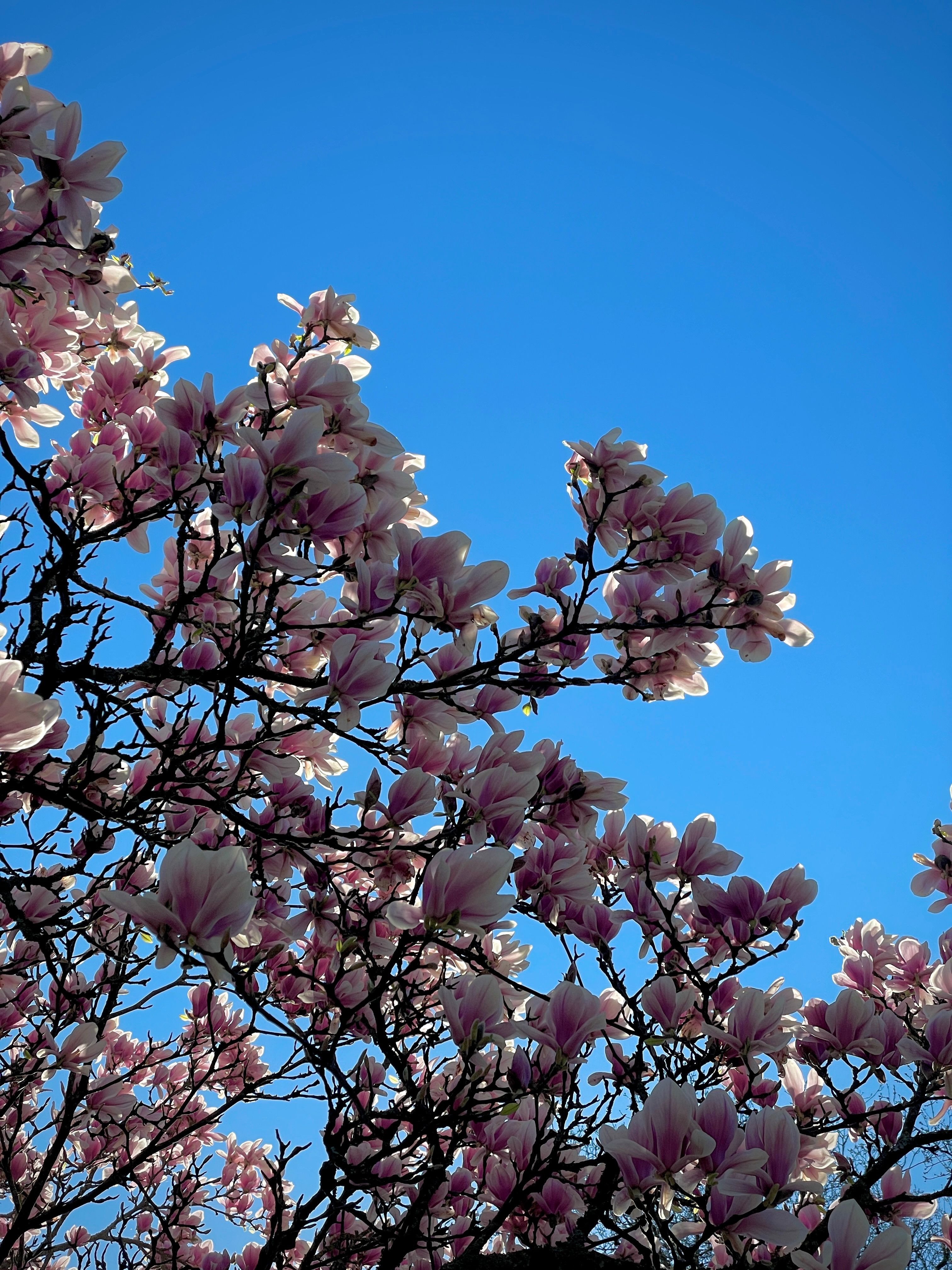 Vibrant Magnolia Blossoms Against a Clear Blue Sky · Free Stock Photo