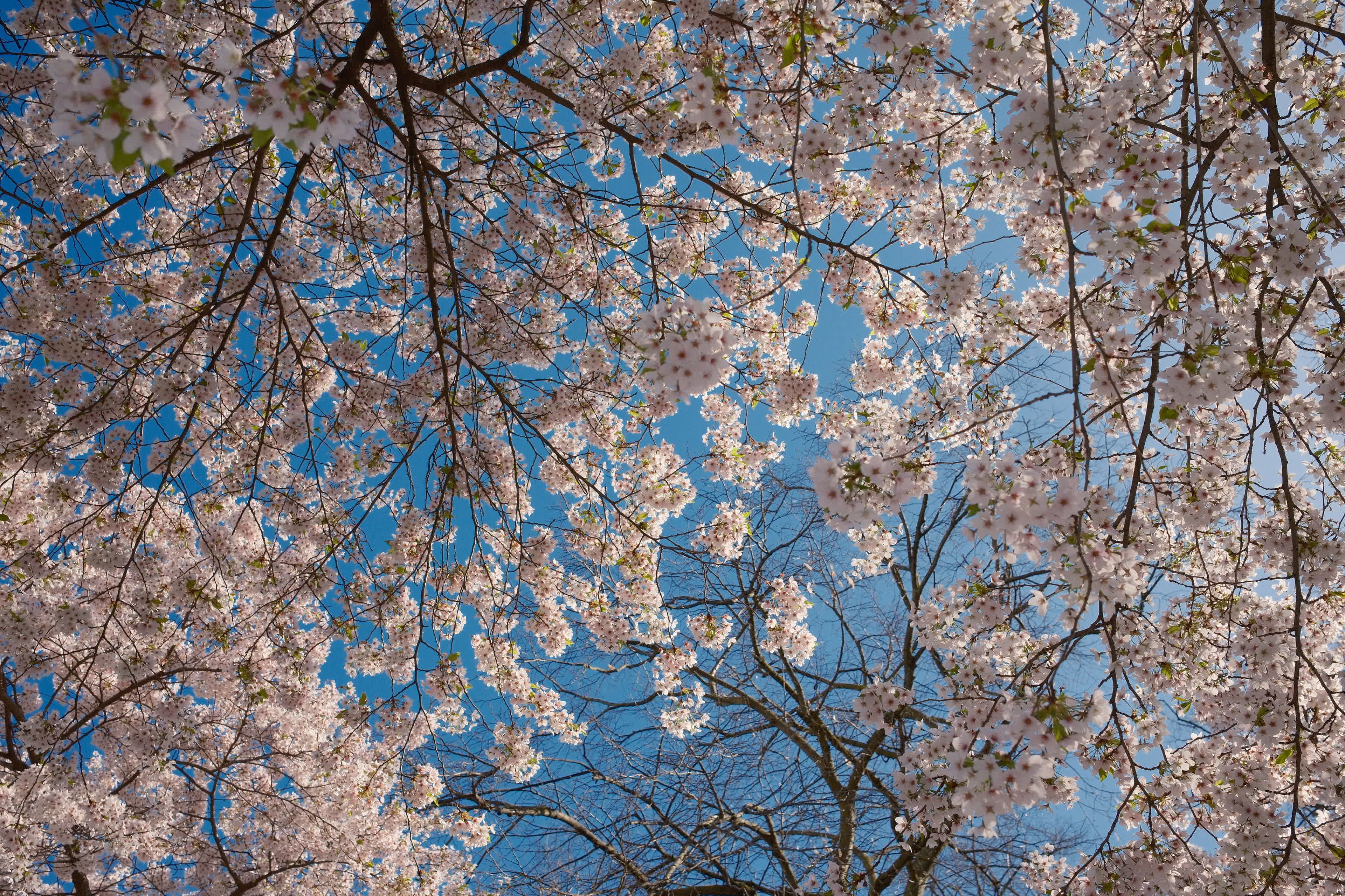Vibrant Cherry Blossom Canopy in Springtime · Free Stock Photo