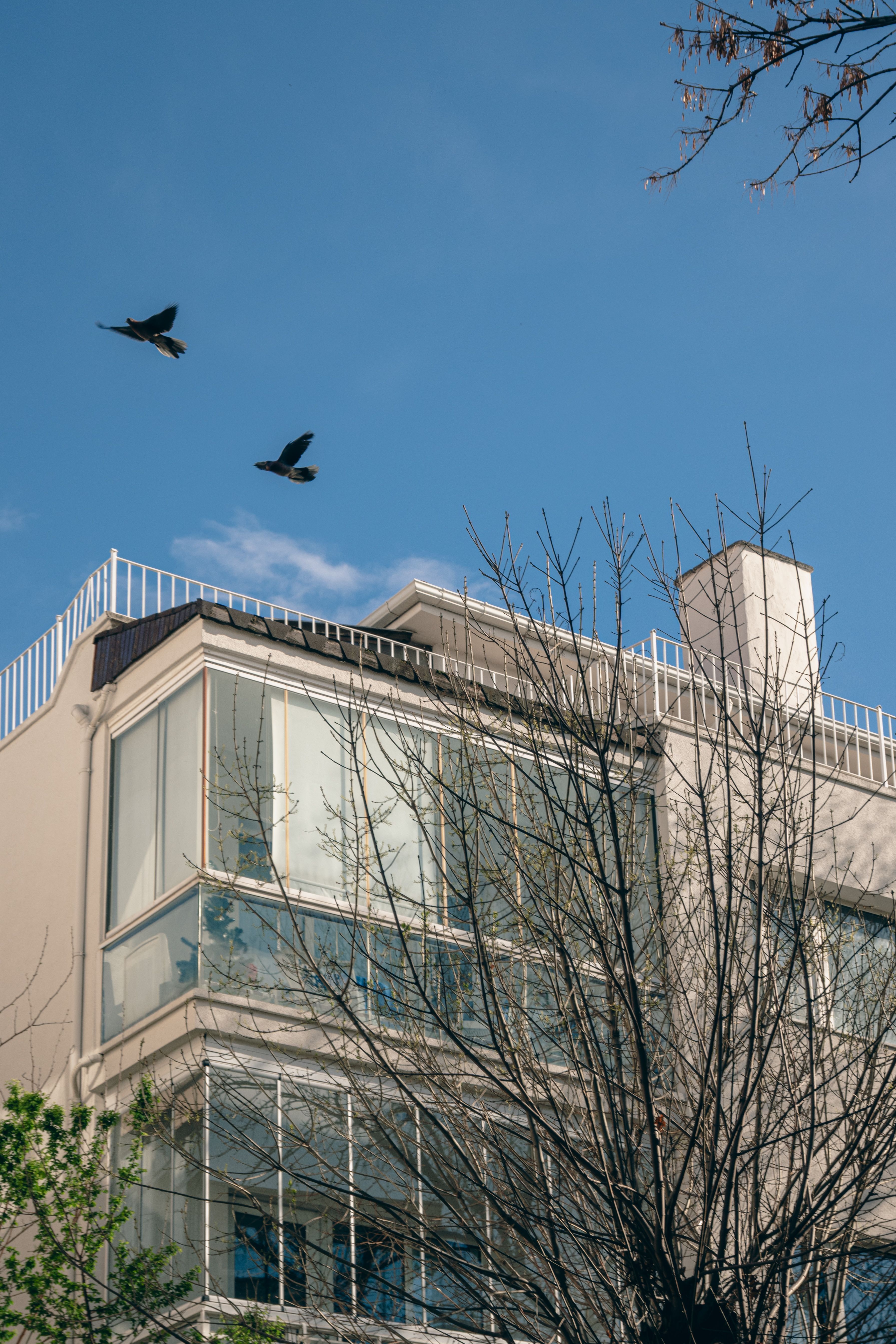 Modern Building with Birds in Flight · Free Stock Photo