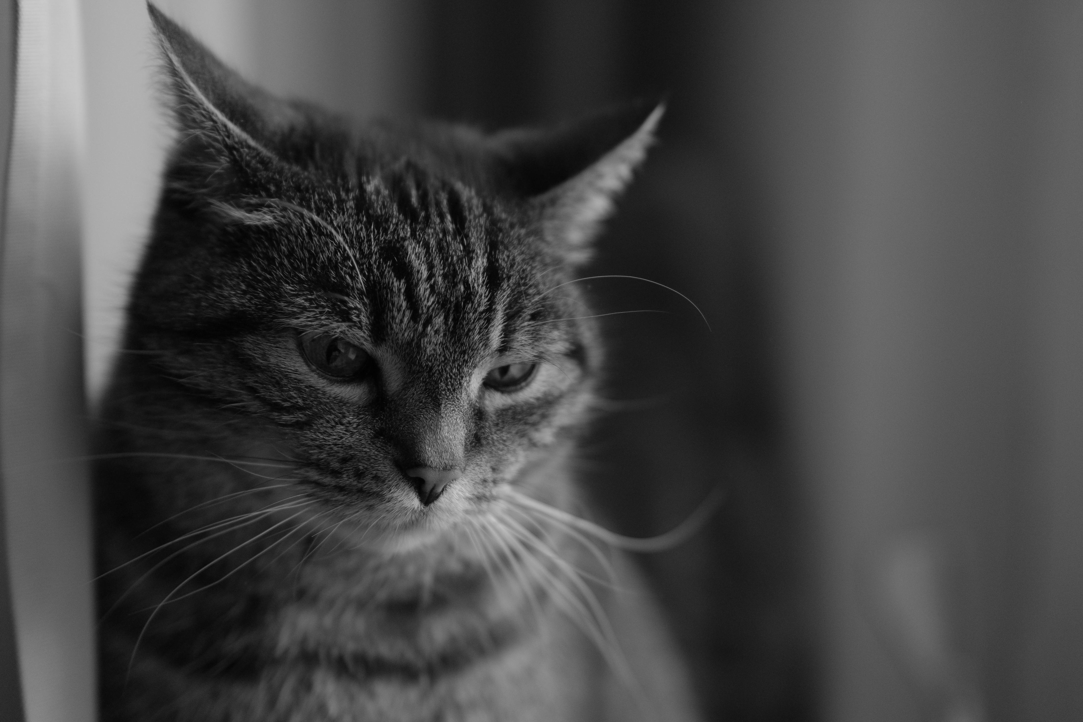 Contemplative Cat in Monochrome Portrait · Free Stock Photo