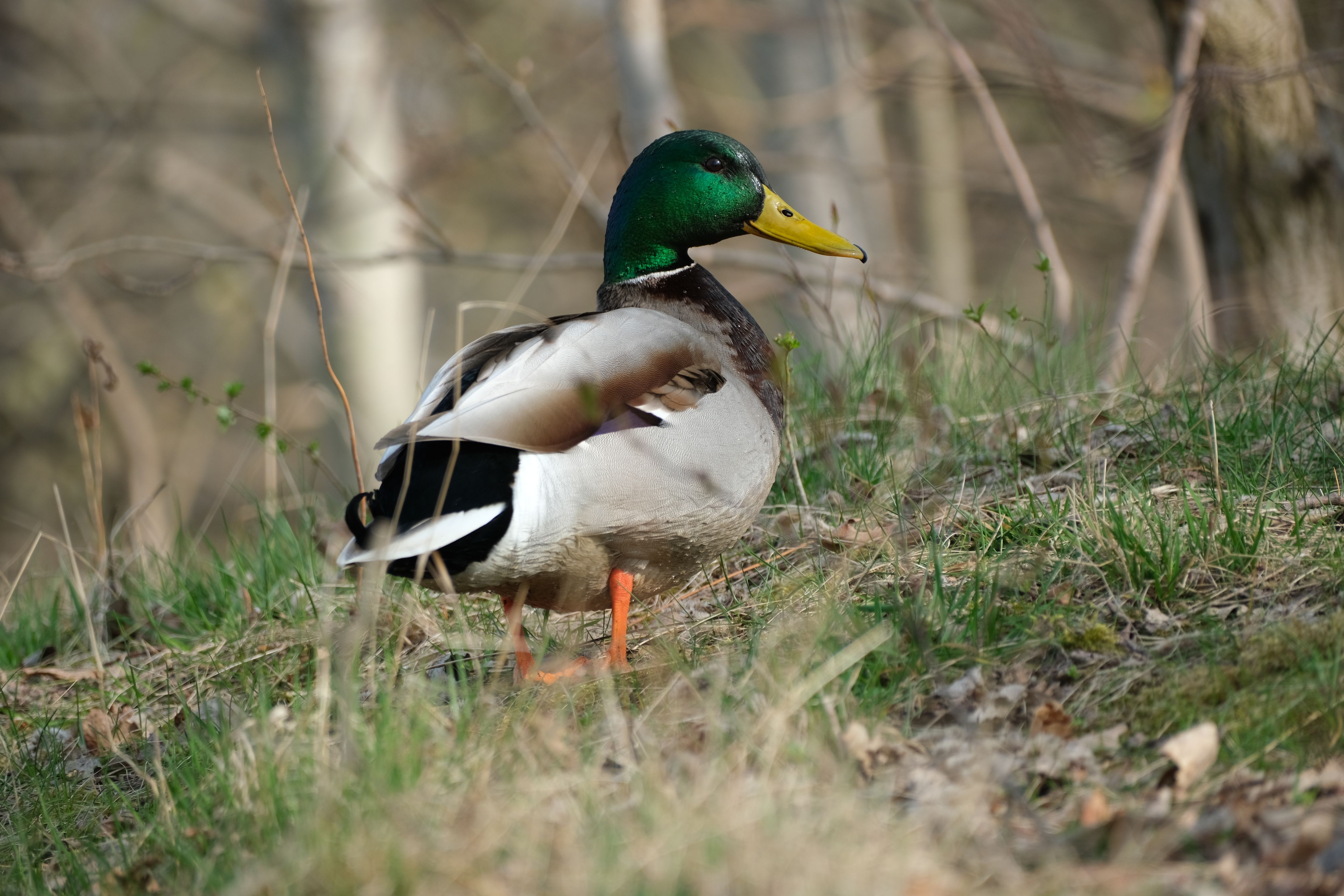 Close-up of Male Mallard Duck in Grass · Free Stock Photo