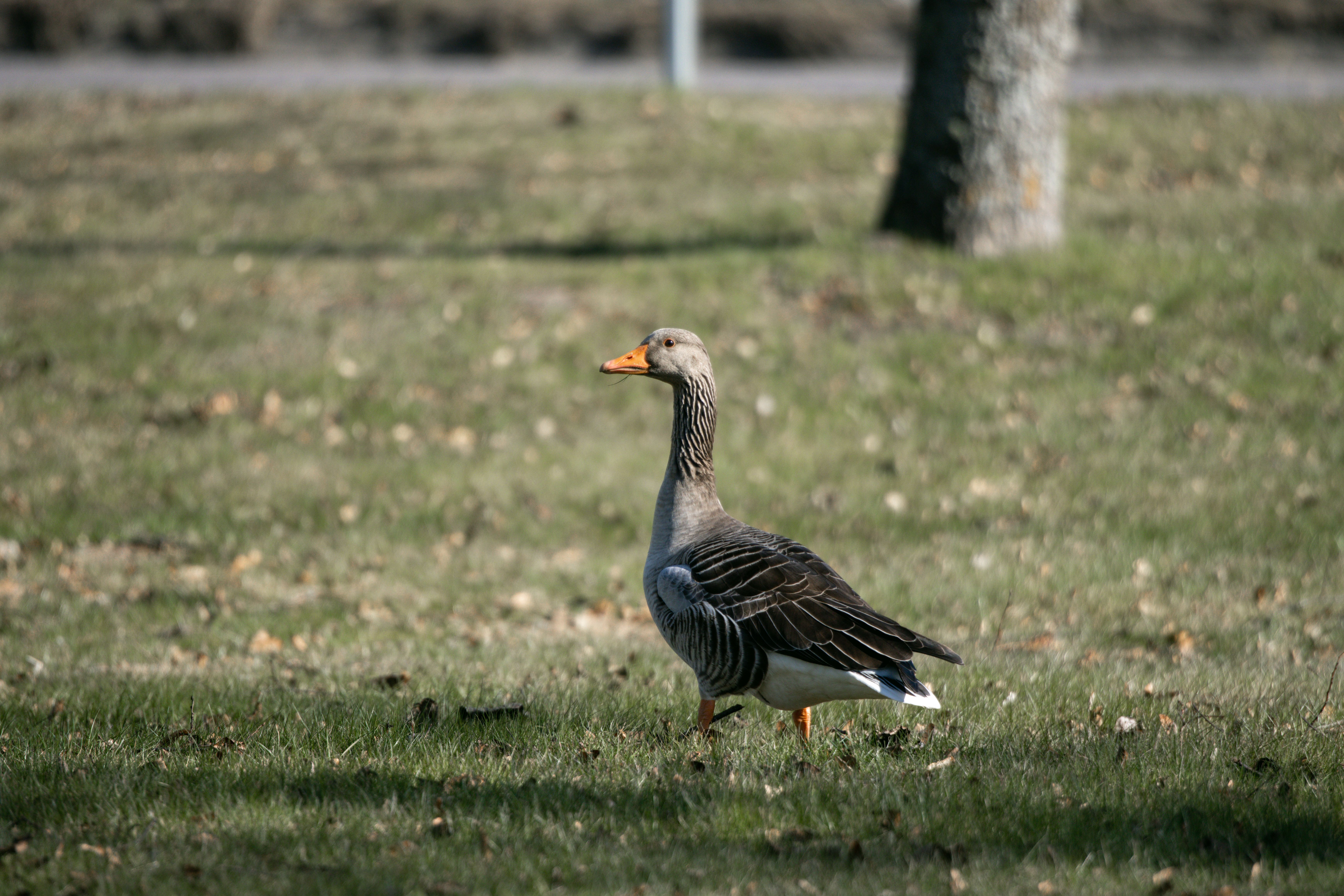 Greylag Goose in Jönköping Park, Sweden · Free Stock Photo