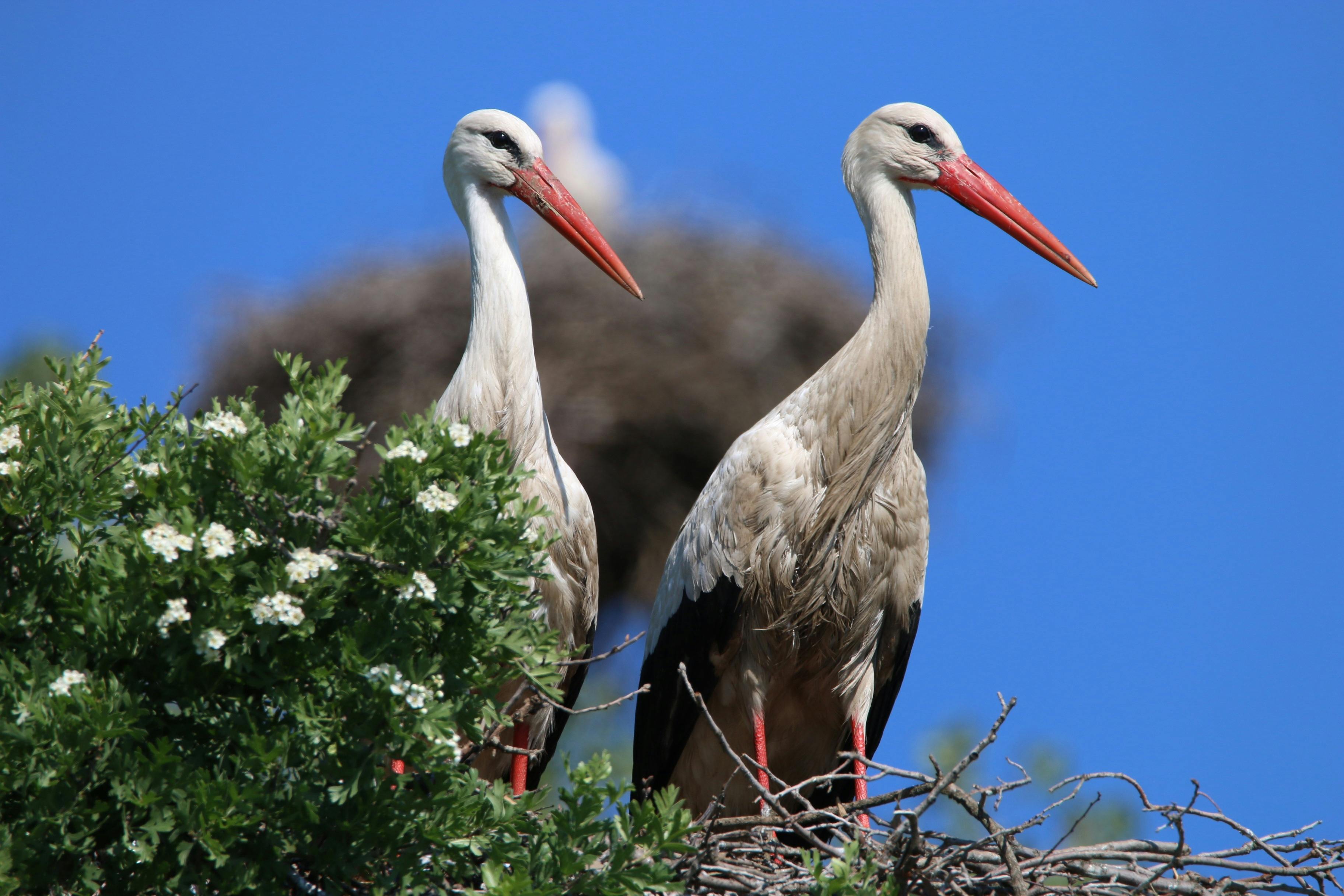 White Storks Nesting in Marivan, Iran · Free Stock Photo