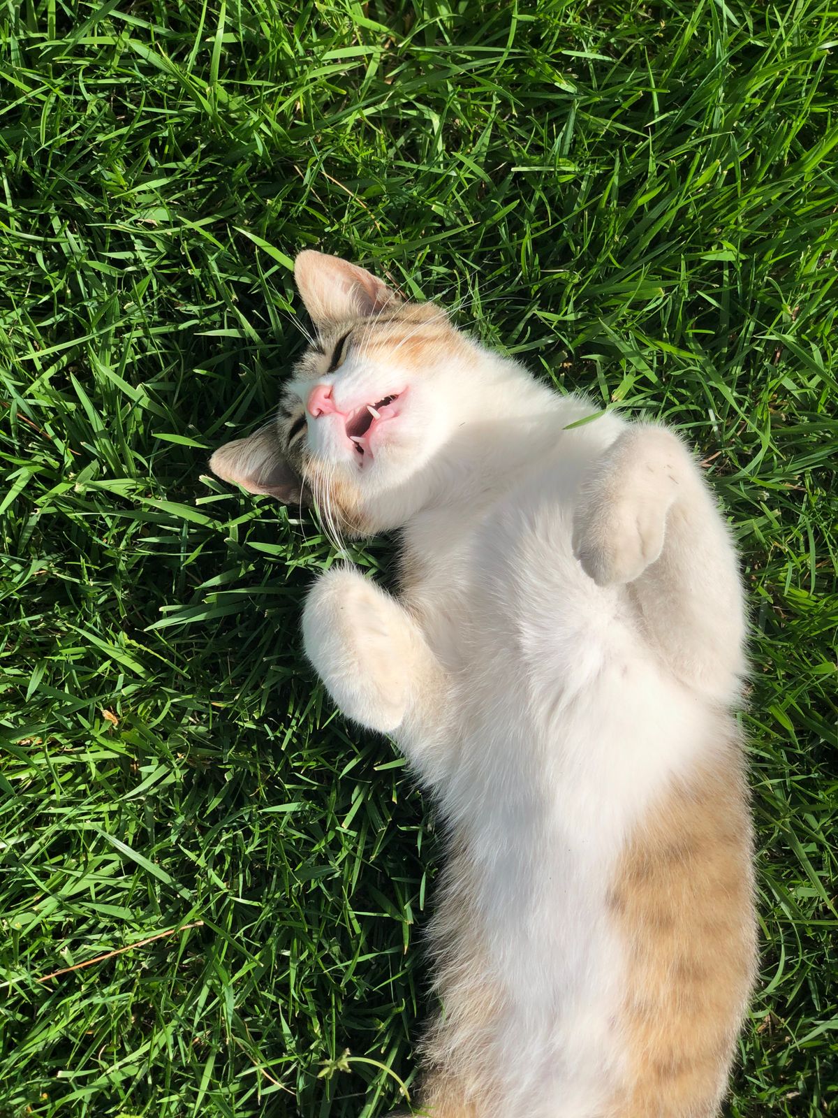 Happy Cat Photos, Download The BEST Free Happy Cat Stock Photos & HD Images