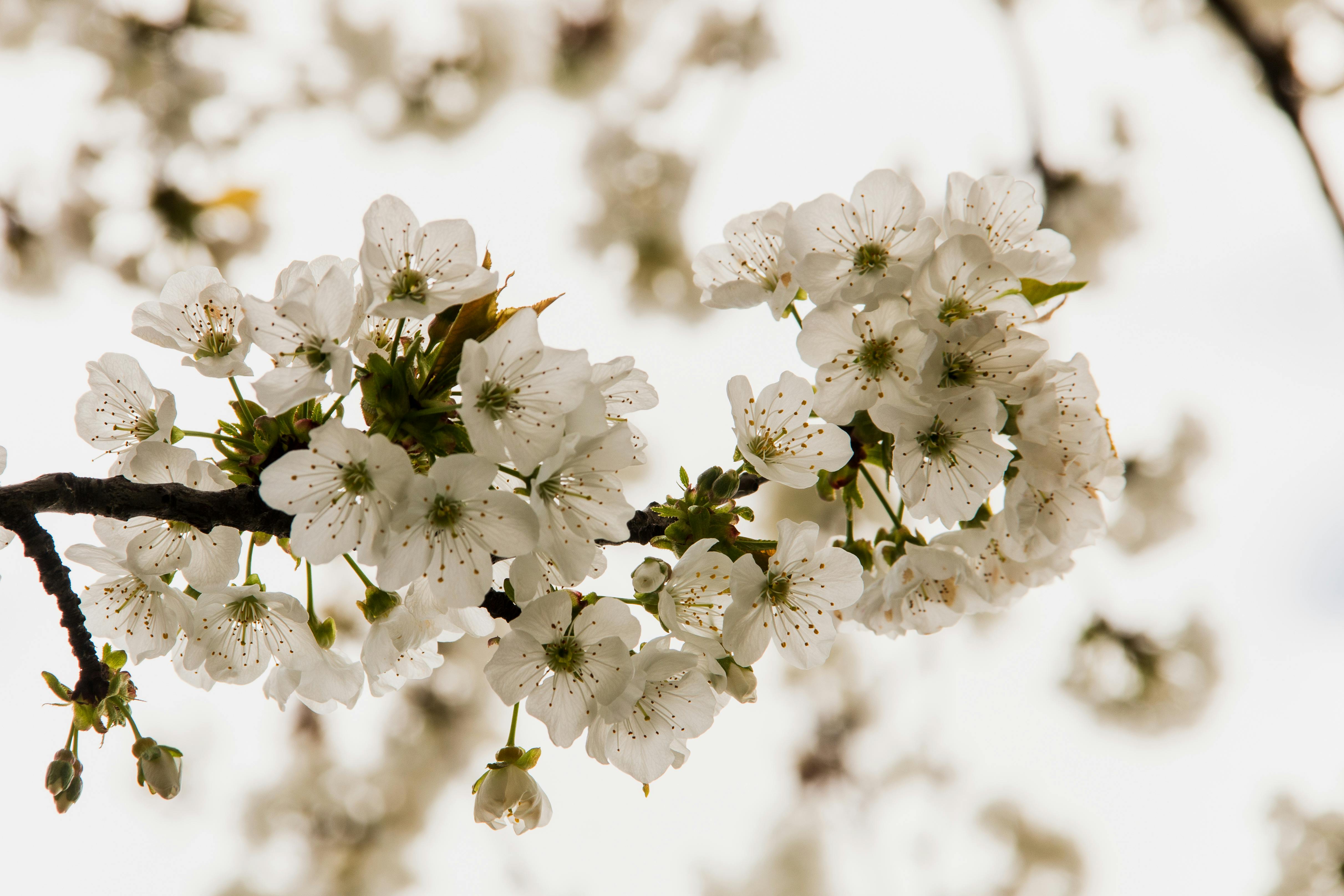 Blooming Cherry Blossoms in Türkiye during Spring · Free Stock Photo