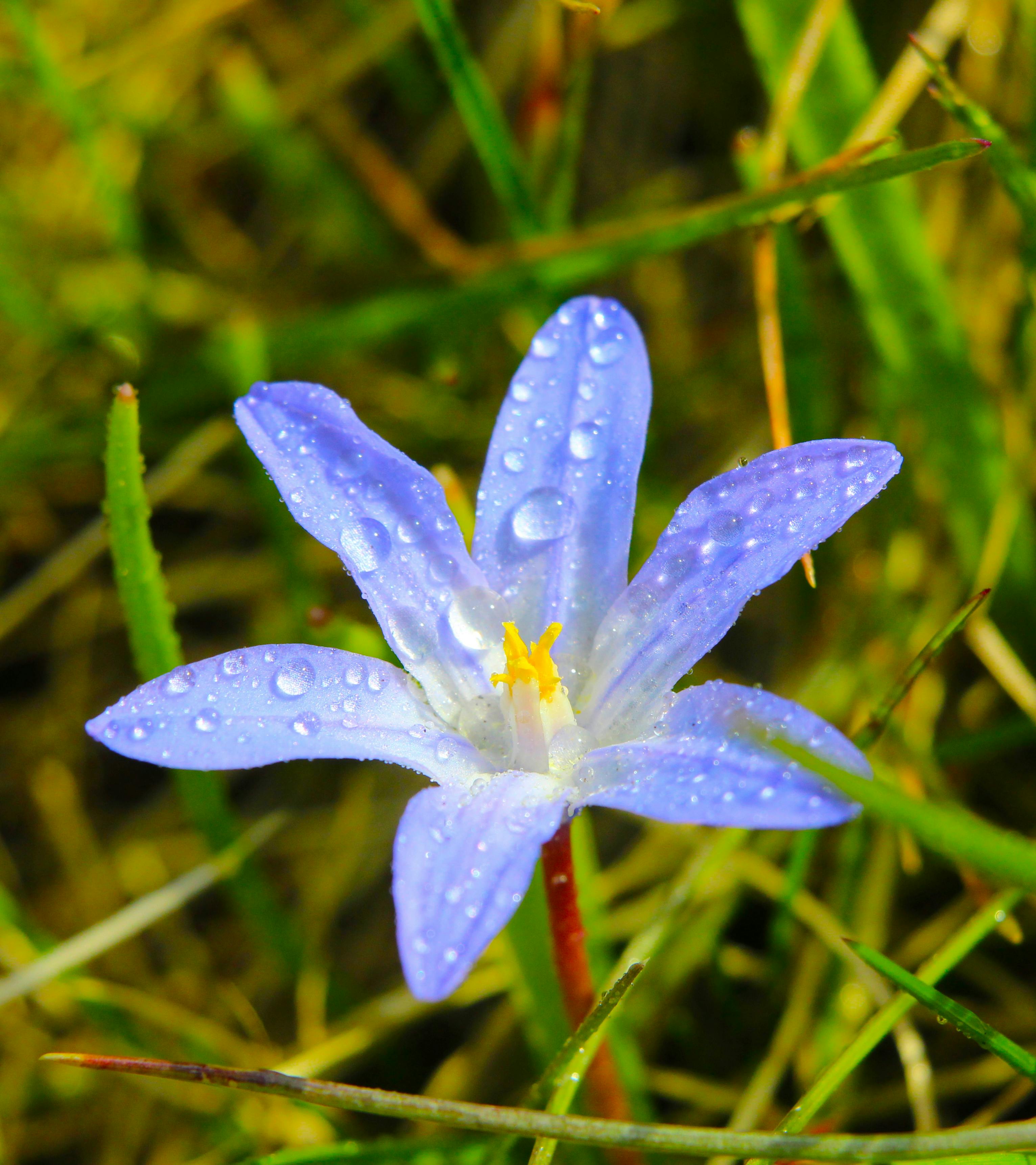 Close-up of Purple Starflower with Dew Drops · Free Stock Photo