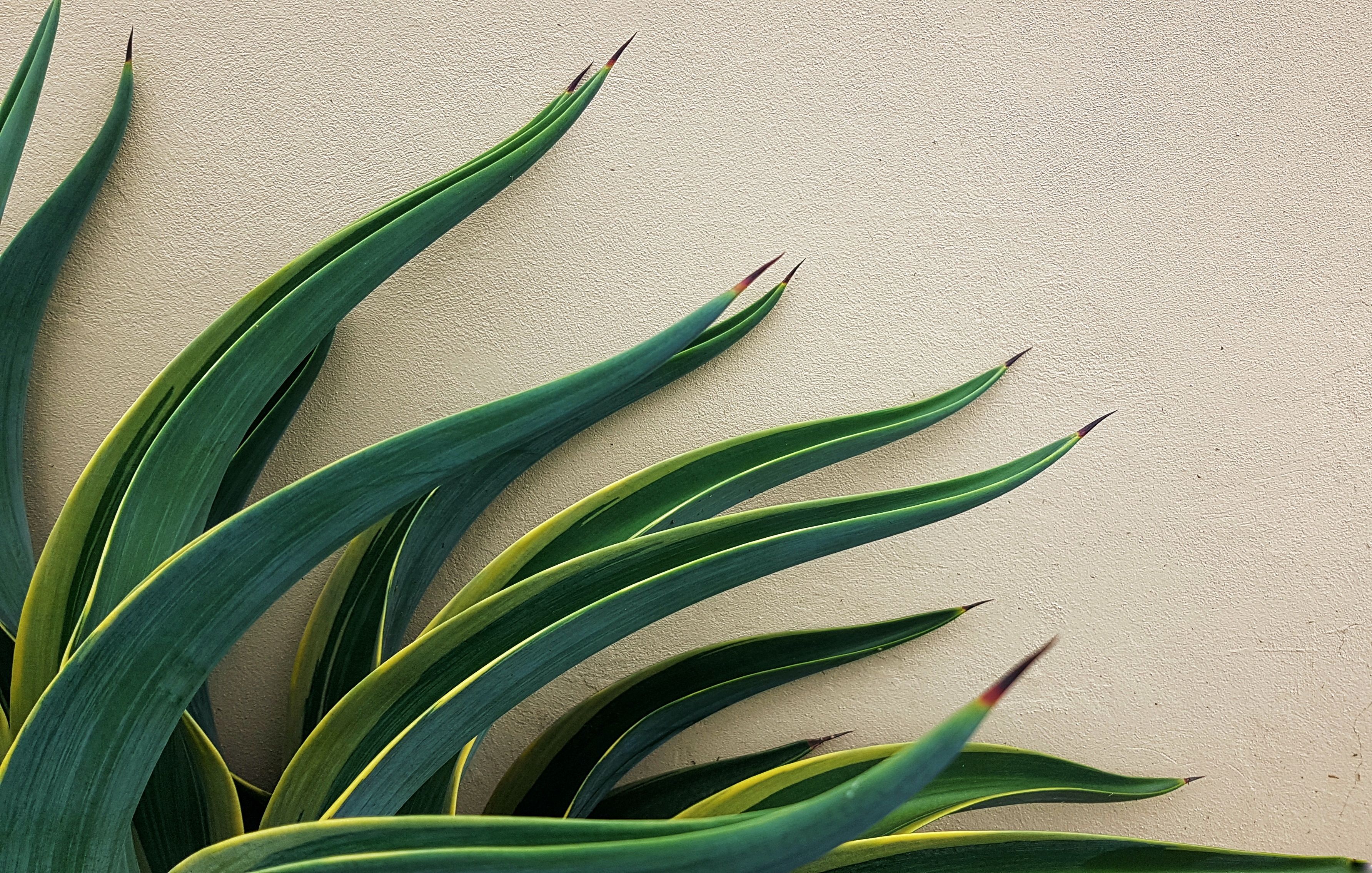 Sharp Green Agave Against Beige Wall Outdoors · Free Stock Photo