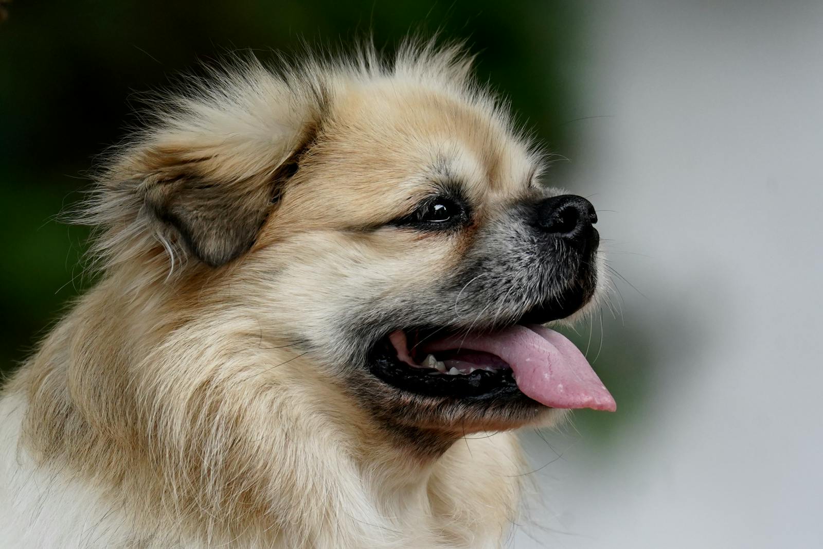 Dog Barking Photos, Download The BEST Free Dog Barking Stock Photos ... Dog Barking Photos, Download The BEST Free Dog Barking Stock Photos ...