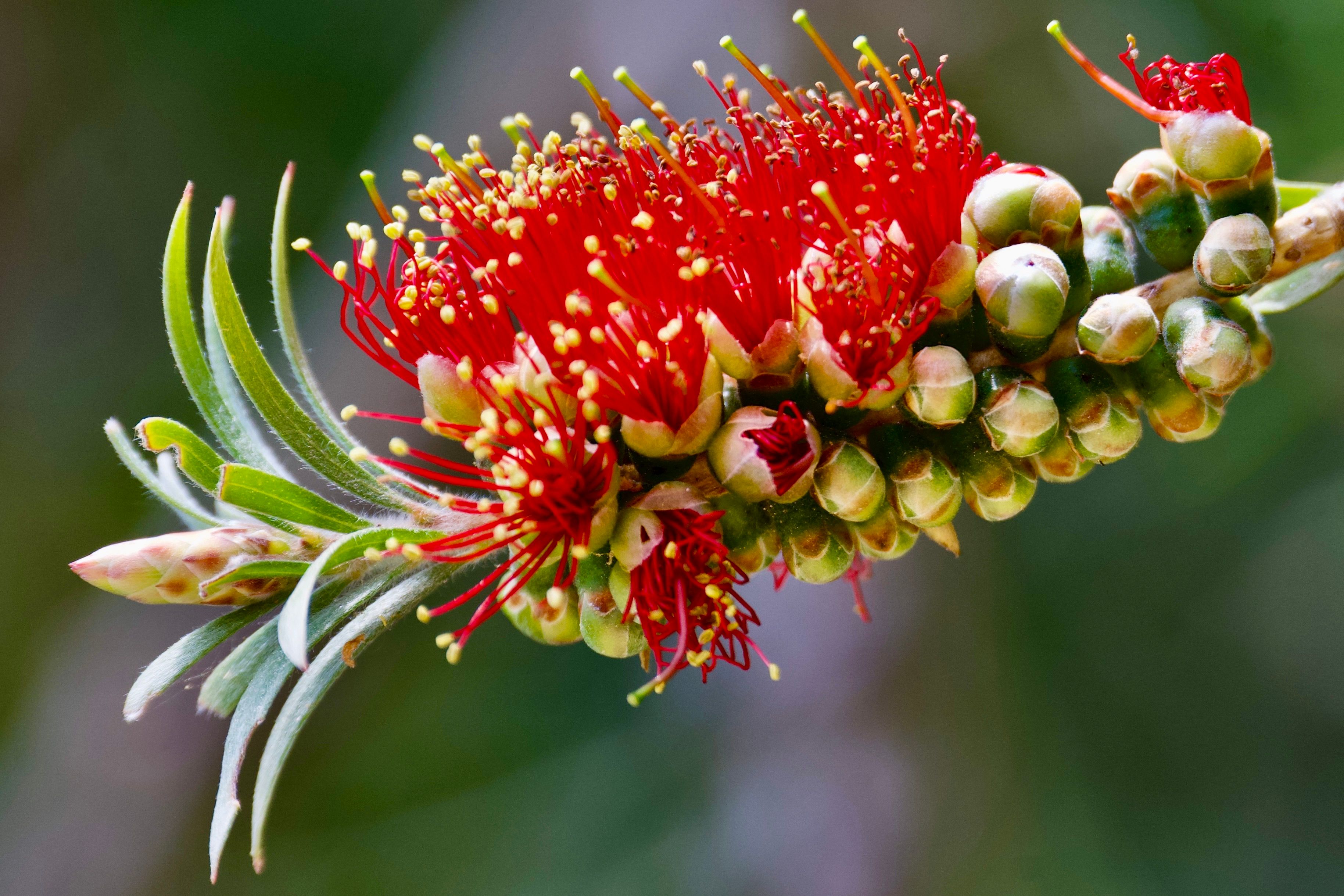Bottle Brush Flower Photos, Download The BEST Free Bottle Brush Flower ...