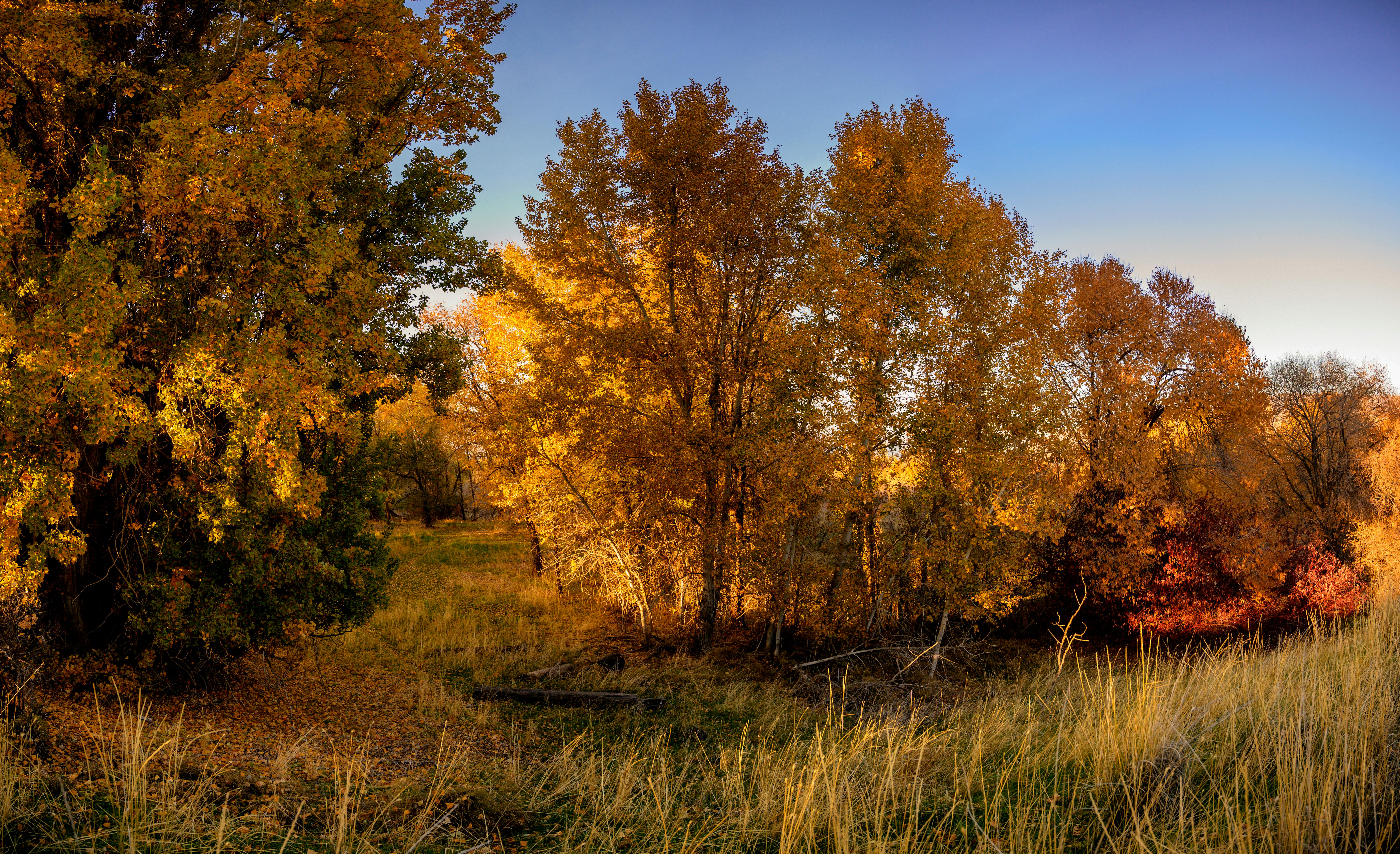 Free stock photo of evening, fall