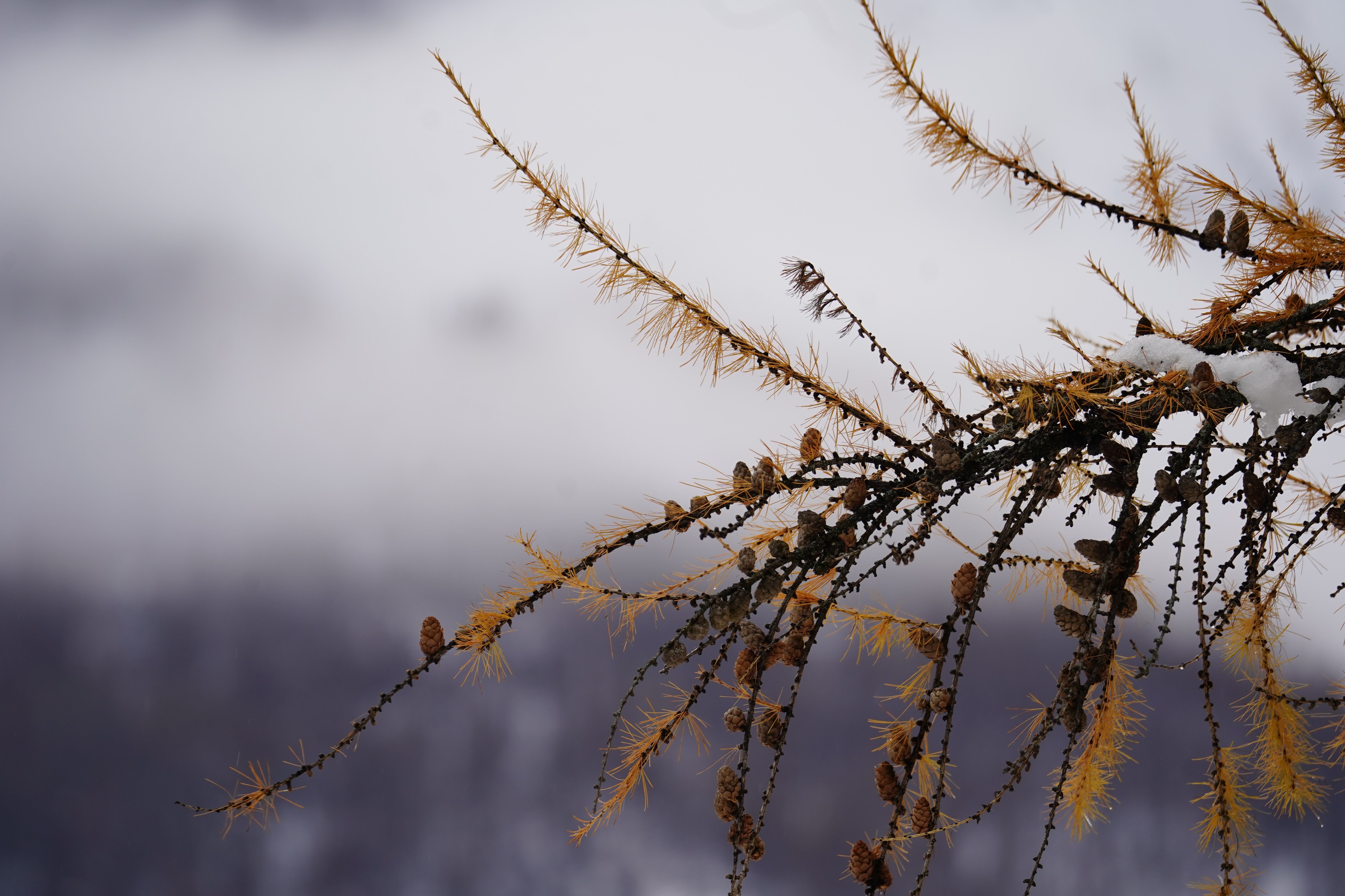 Pine Tree Landscape Photos, Download The BEST Free Pine Tree Landscape ...