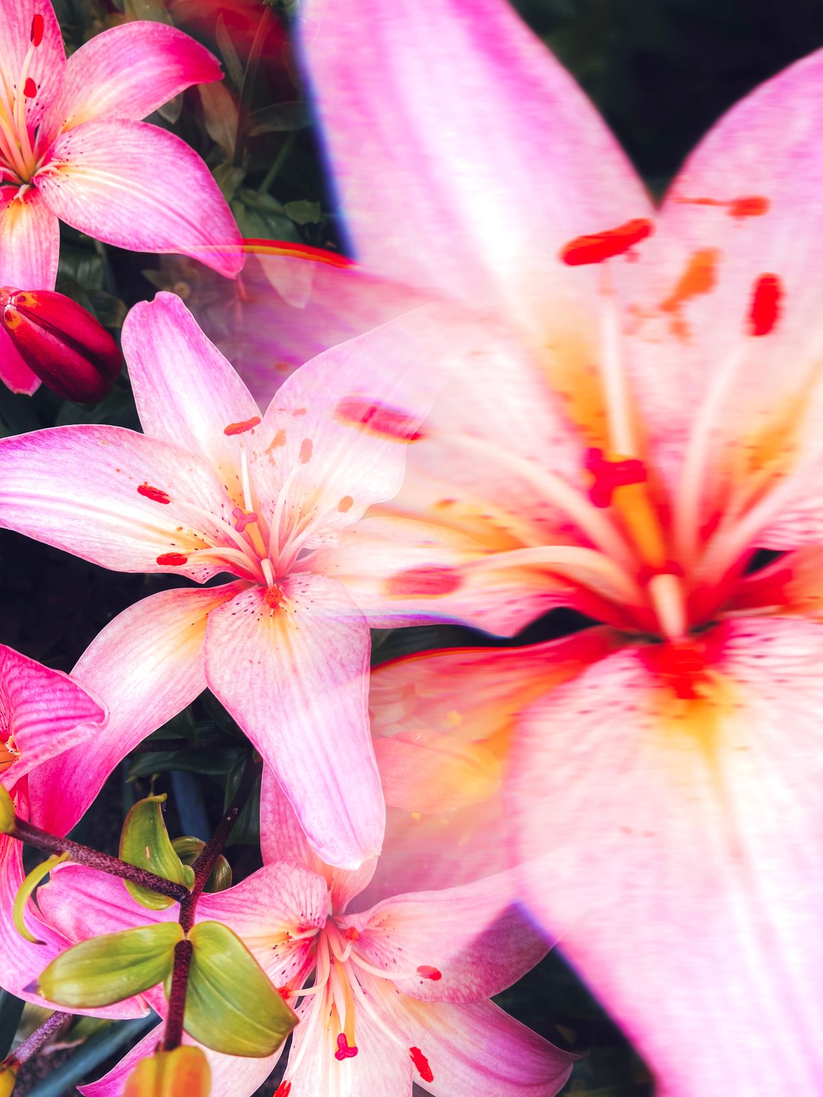 Lily Flower Aesthetic Photos, Download The BEST Free Lily Flower ...