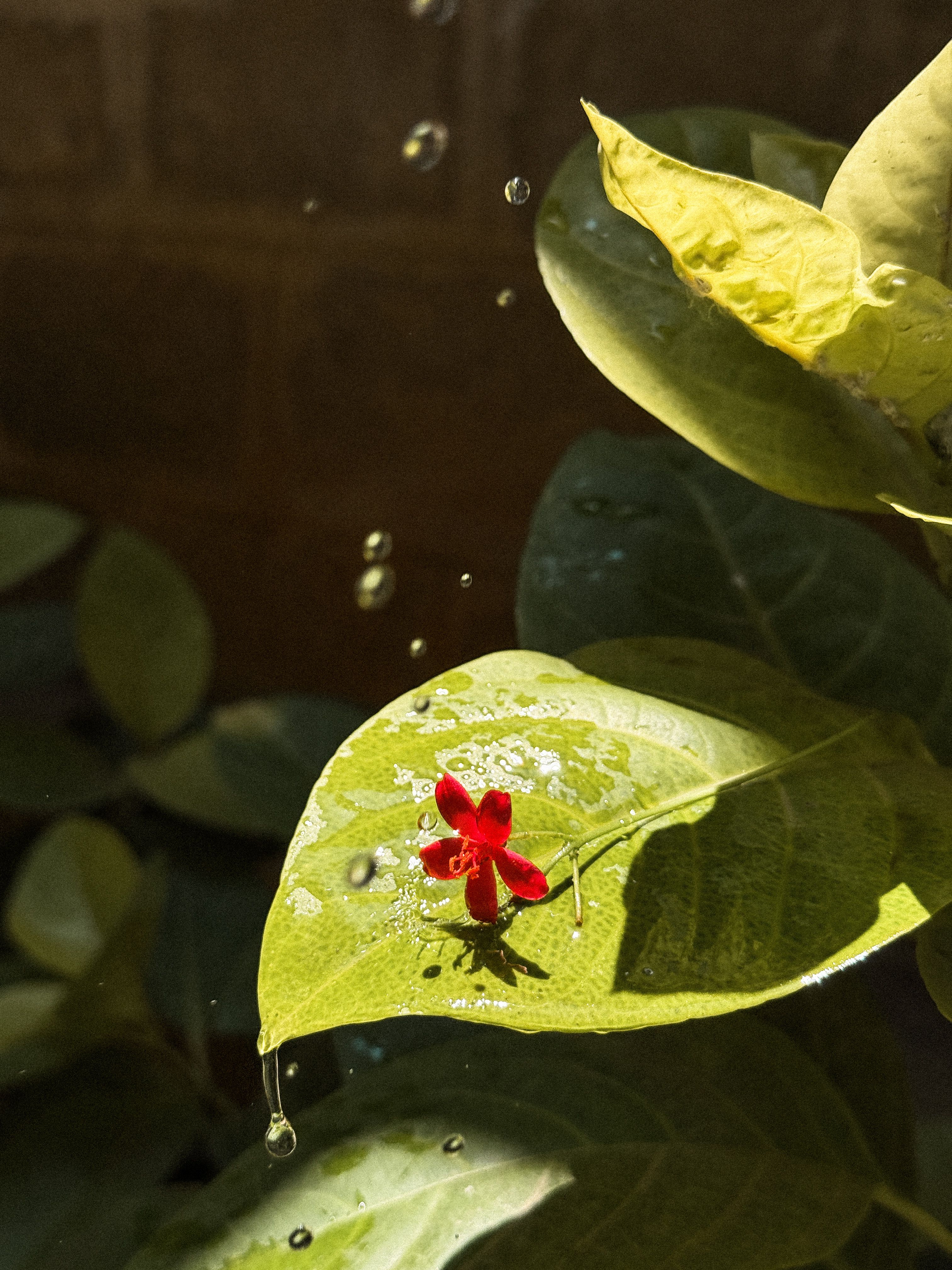 Flower Leaf Photos, Download The BEST Free Flower Leaf Stock Photos ...