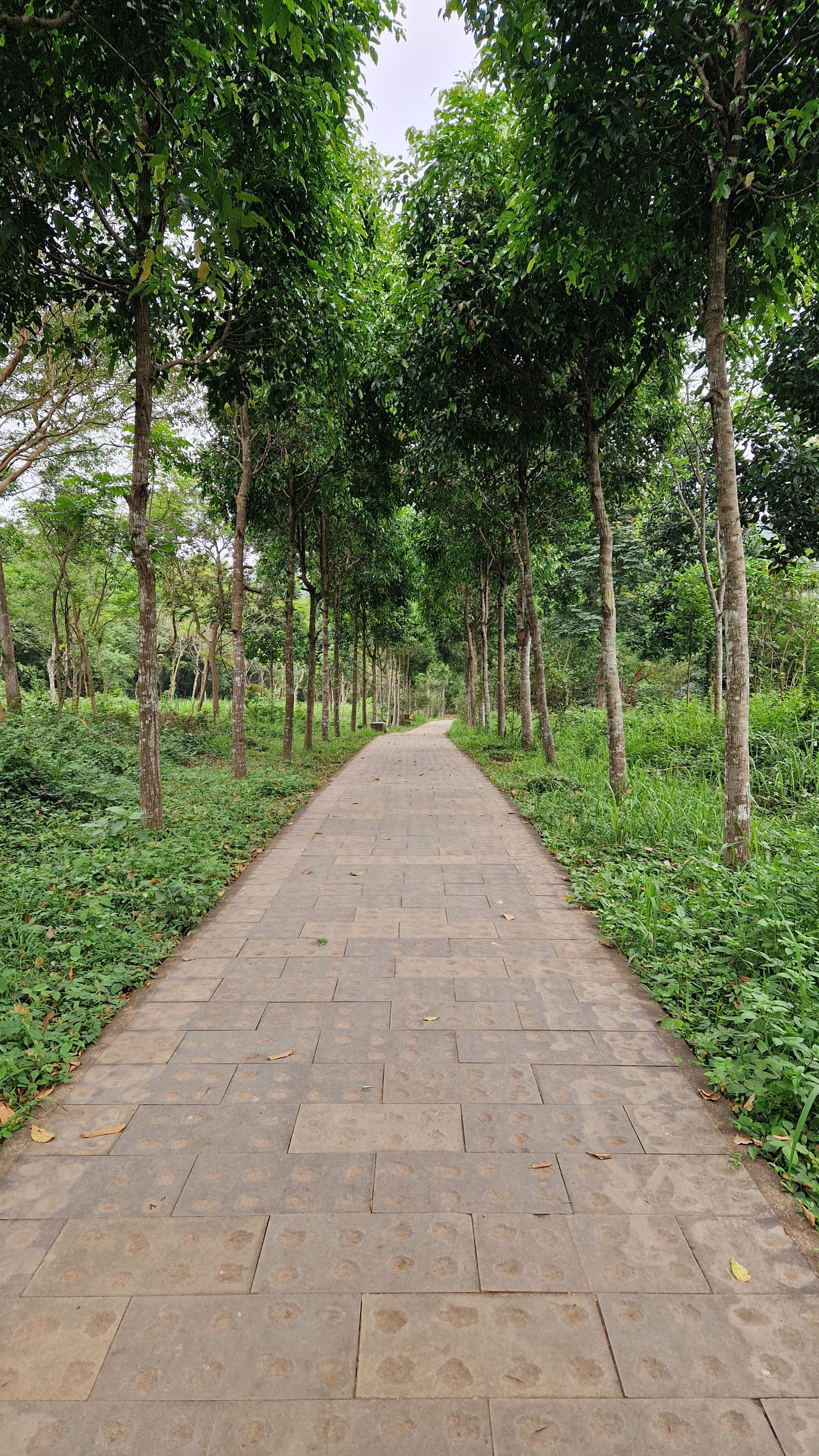 Scenic Tree-Lined Pathway in Lush Green Forest · Free Stock Photo