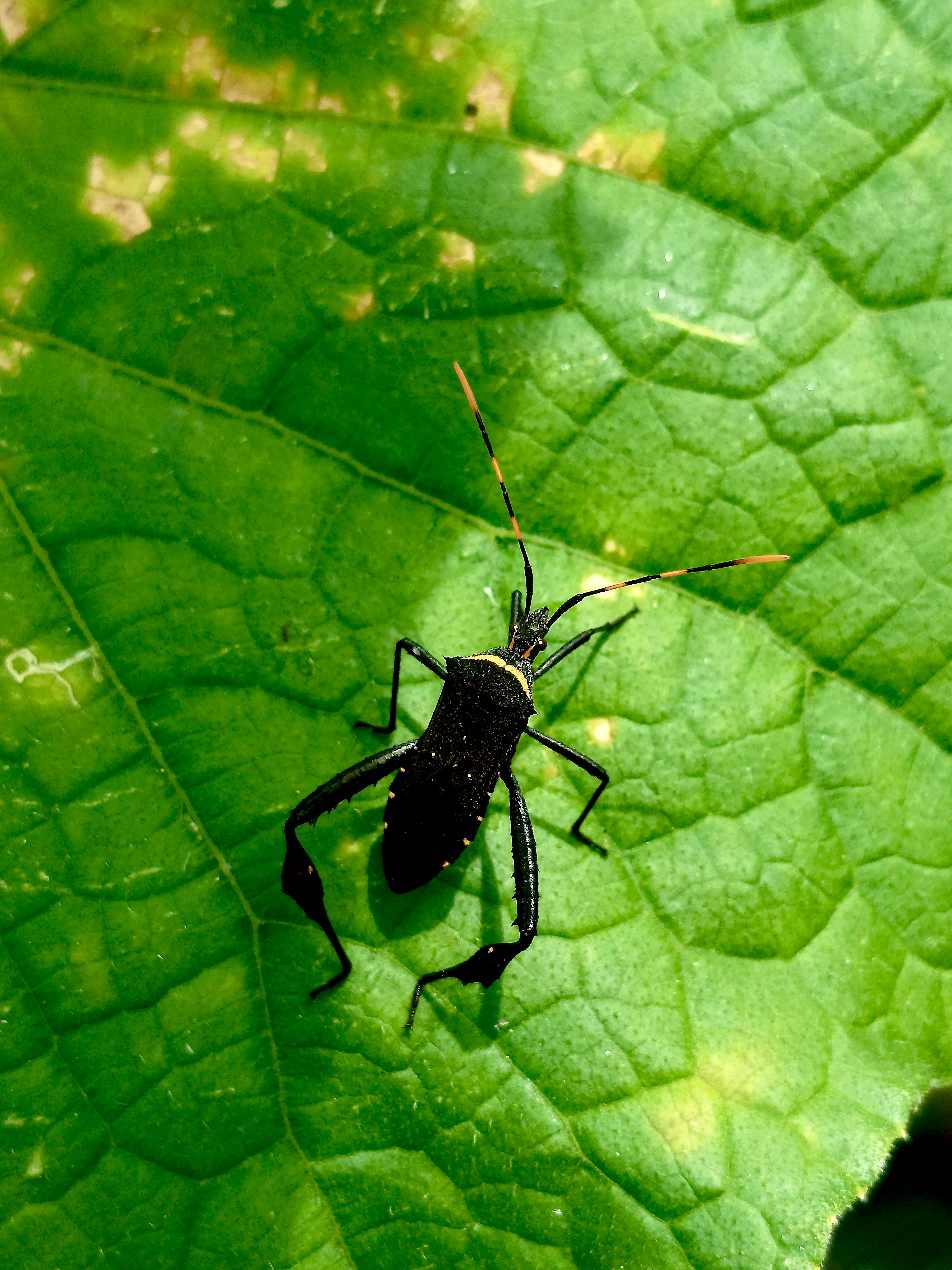 Close-up of Leaf-footed Bug on Green Leaf in Indonesia · Free Stock Photo