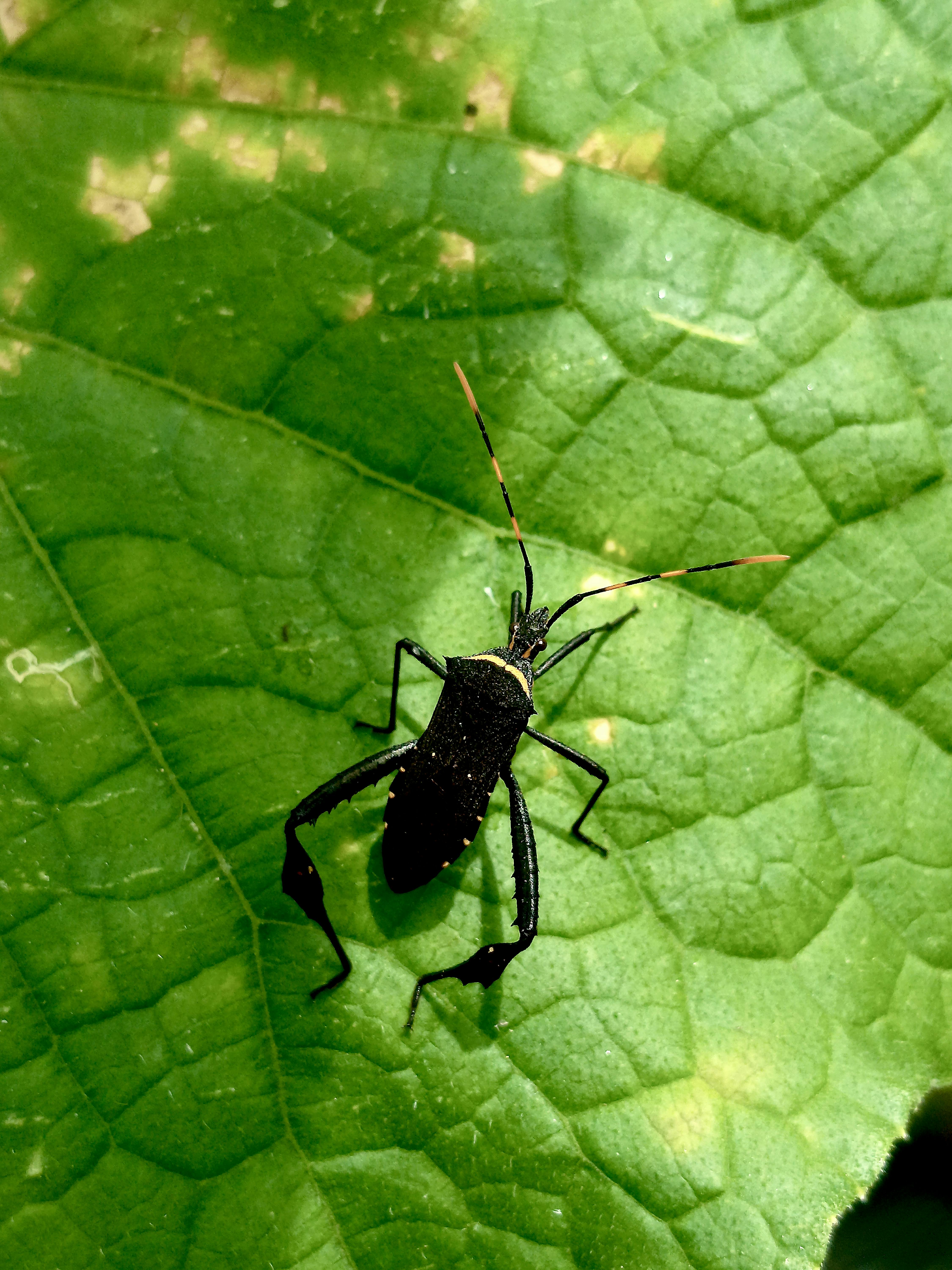 Sinister Insect Photos, Download The BEST Free Sinister Insect Stock ...