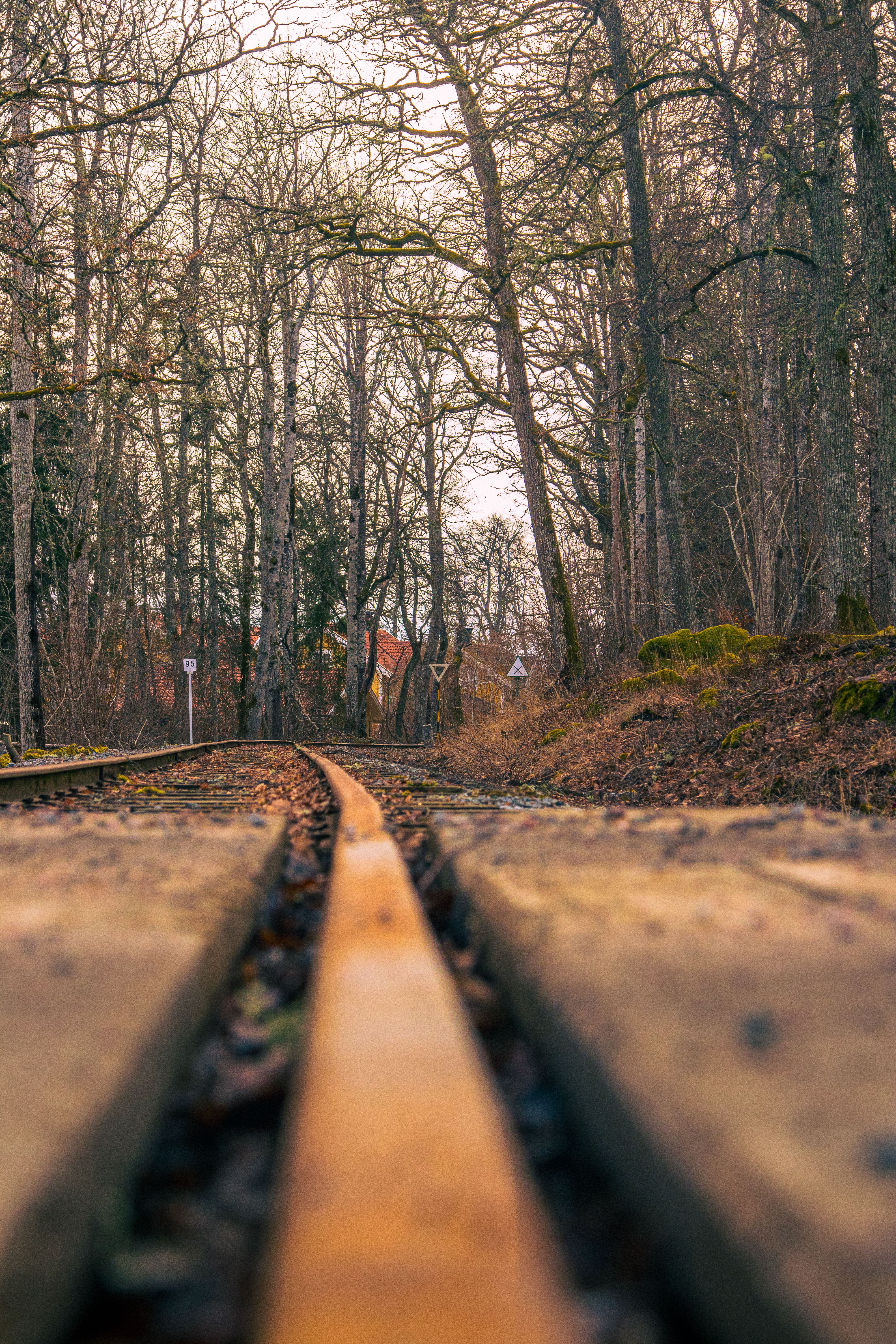 Railroad Track in Leafless Swedish Forest · Free Stock Photo