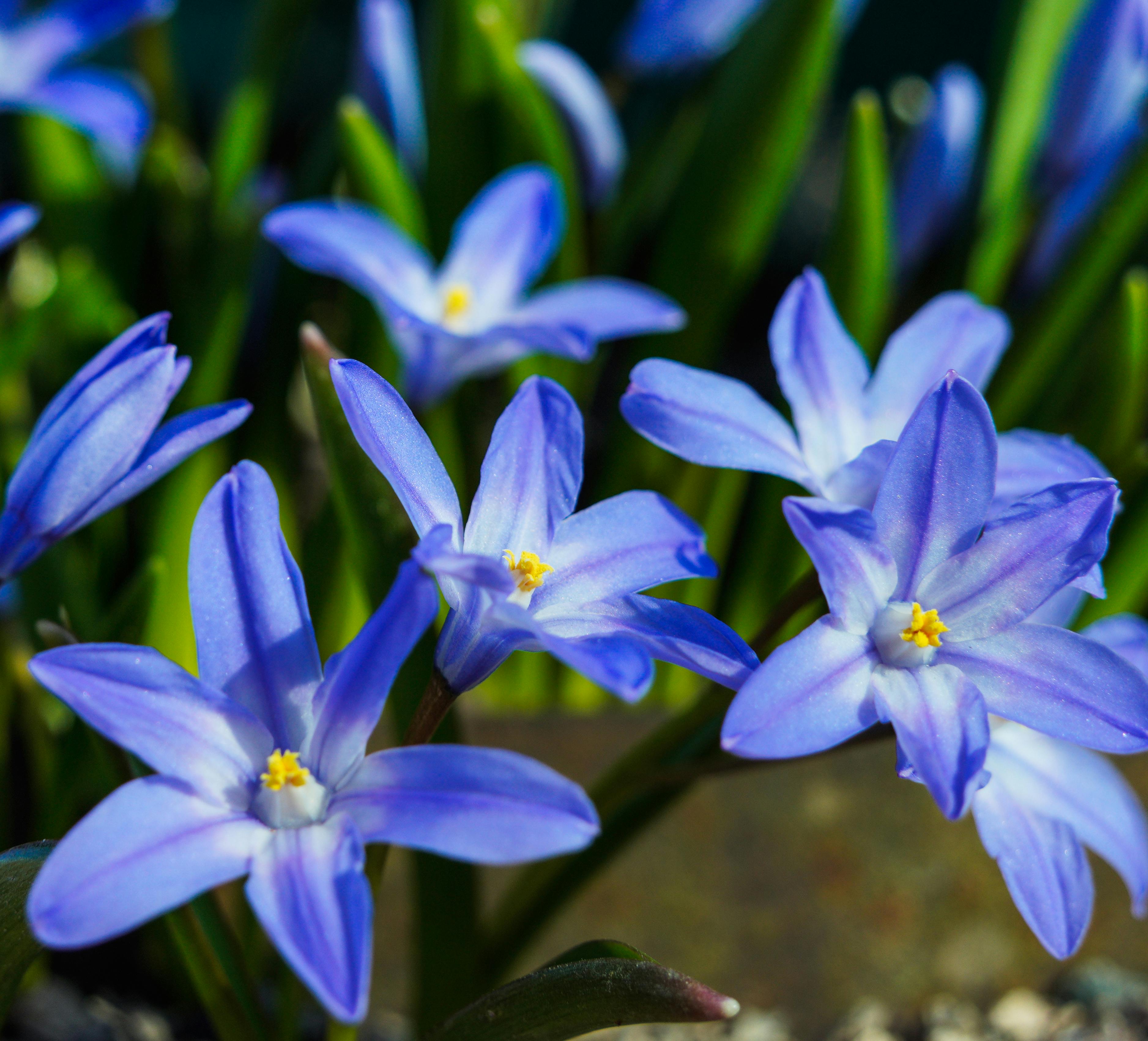 Vibrant Blue Spring Flowers in Bloom · Free Stock Photo