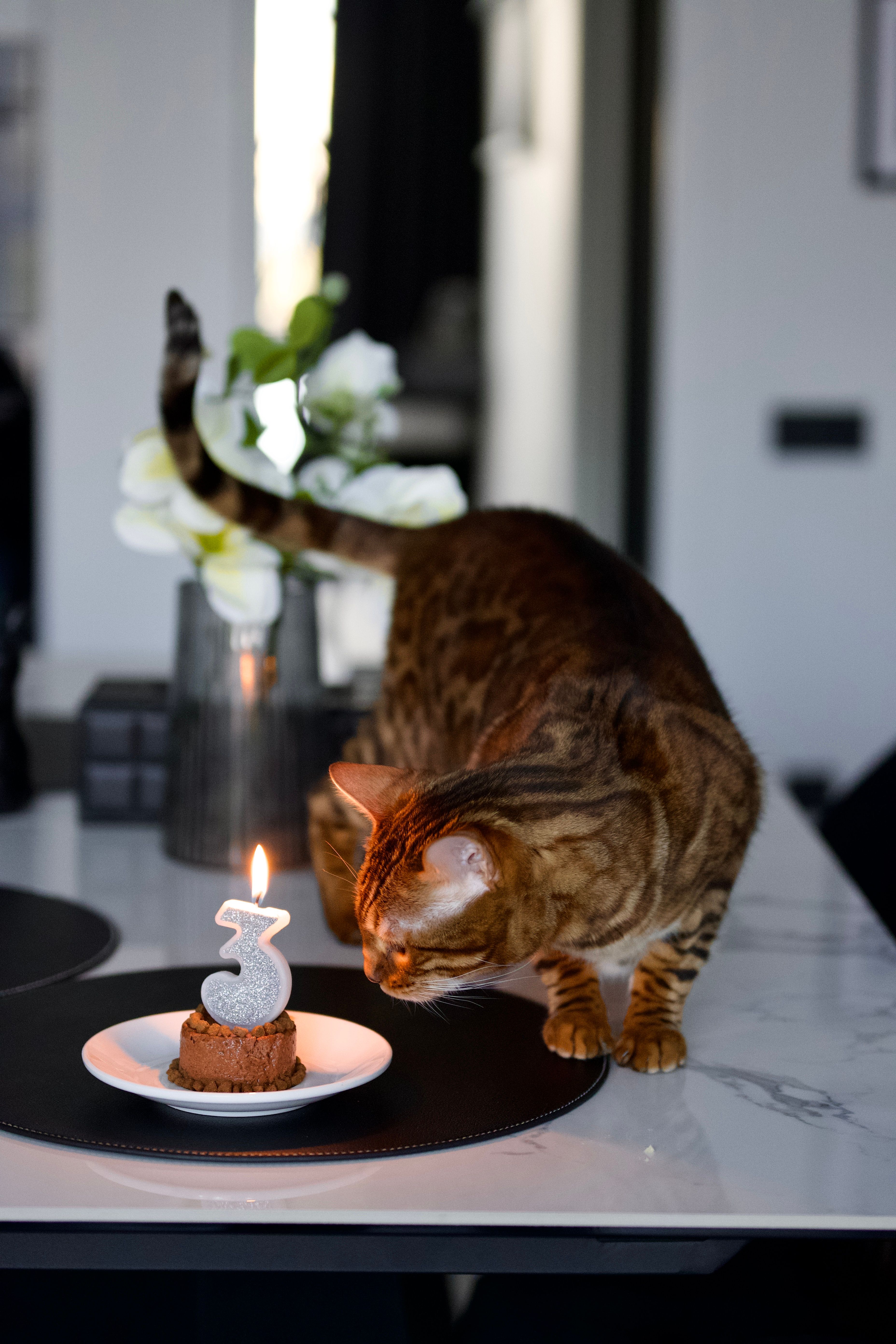 Gato De Bengala Comemorando O Terceiro Aniversário Dentro De Casa ...