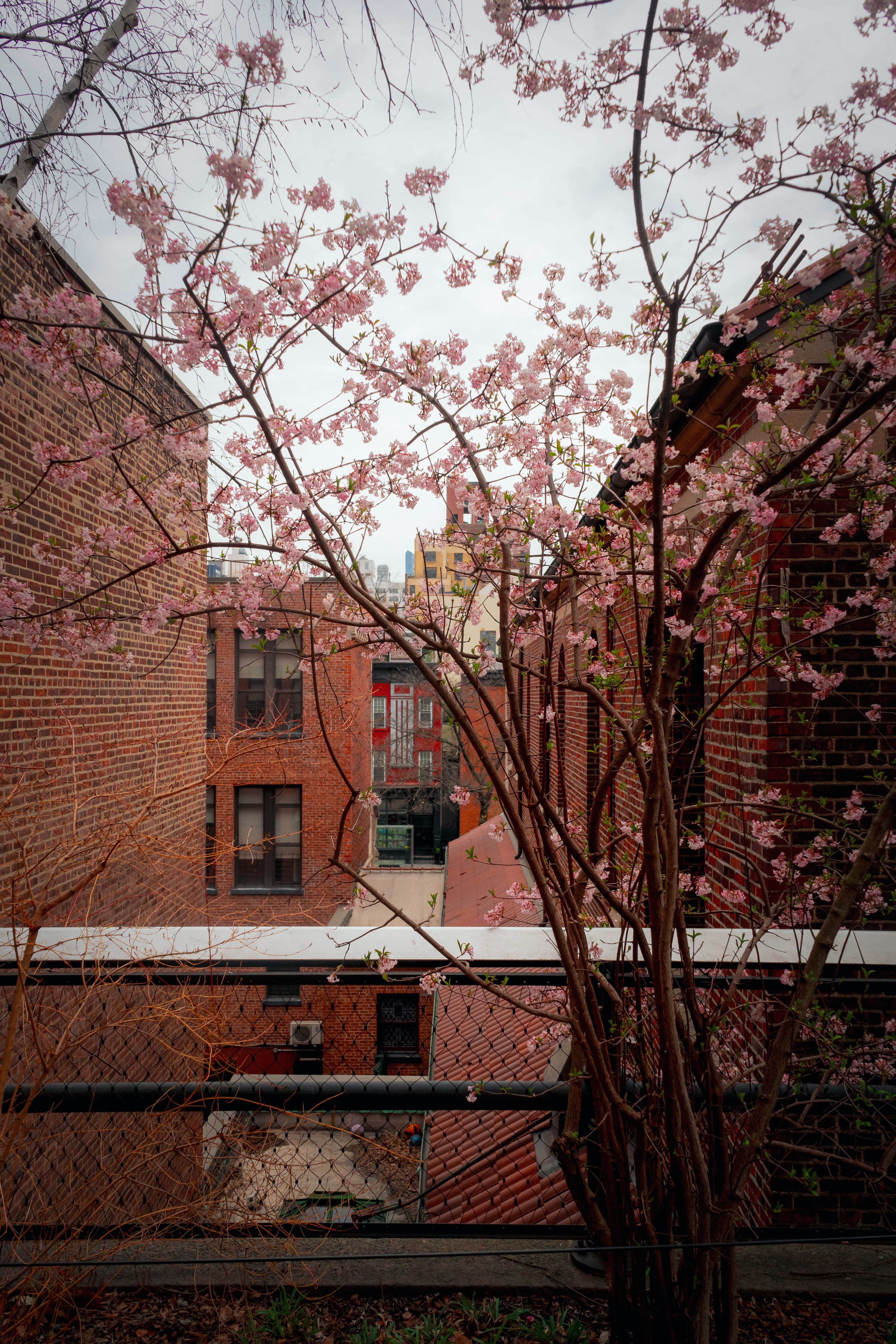 Men Wearing Jacket Sitting Under a Cherry Blossom Tree · Free Stock Photo