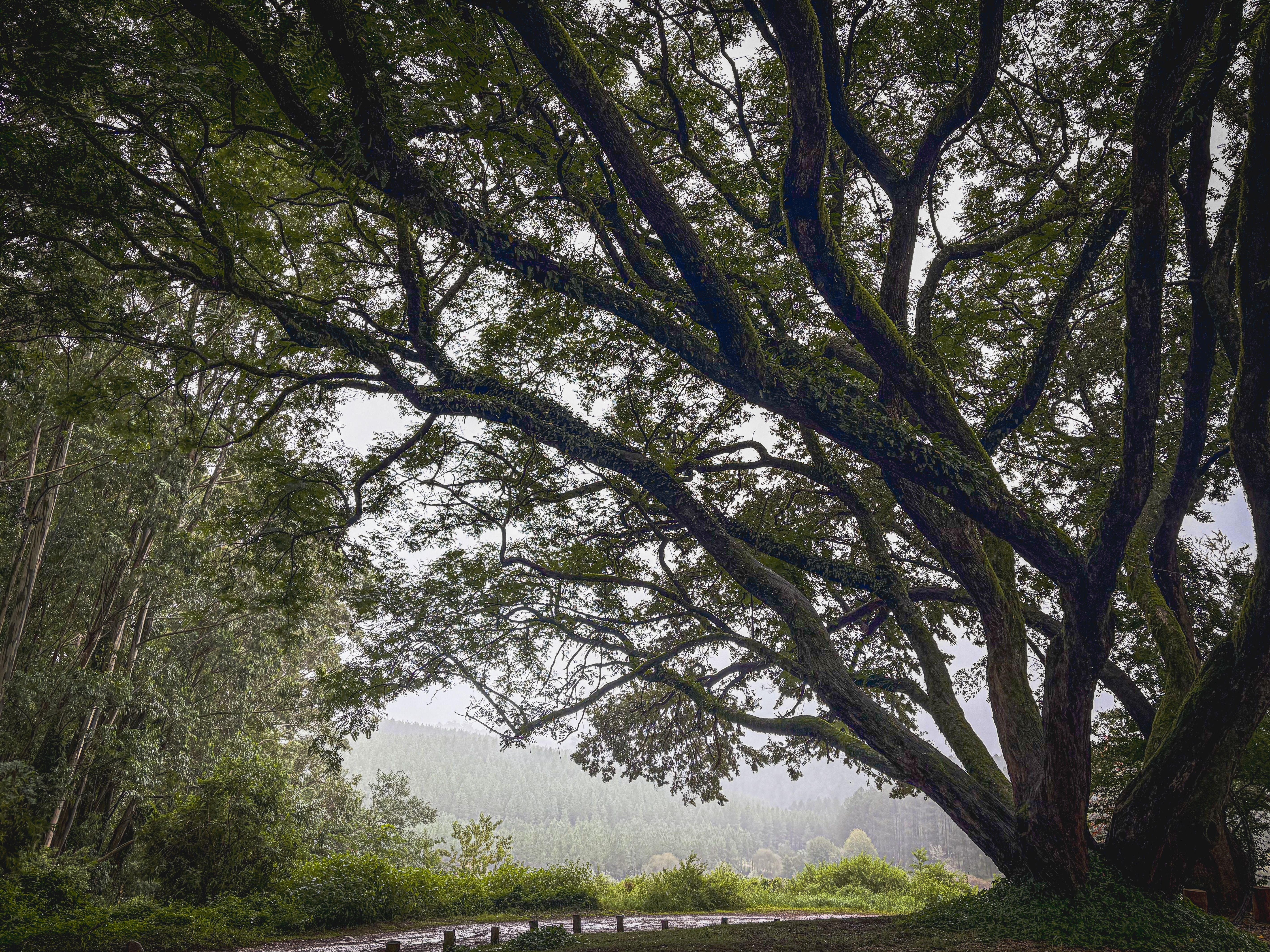 Majestic Tree Canopy in Serene Forest Setting · Free Stock Photo