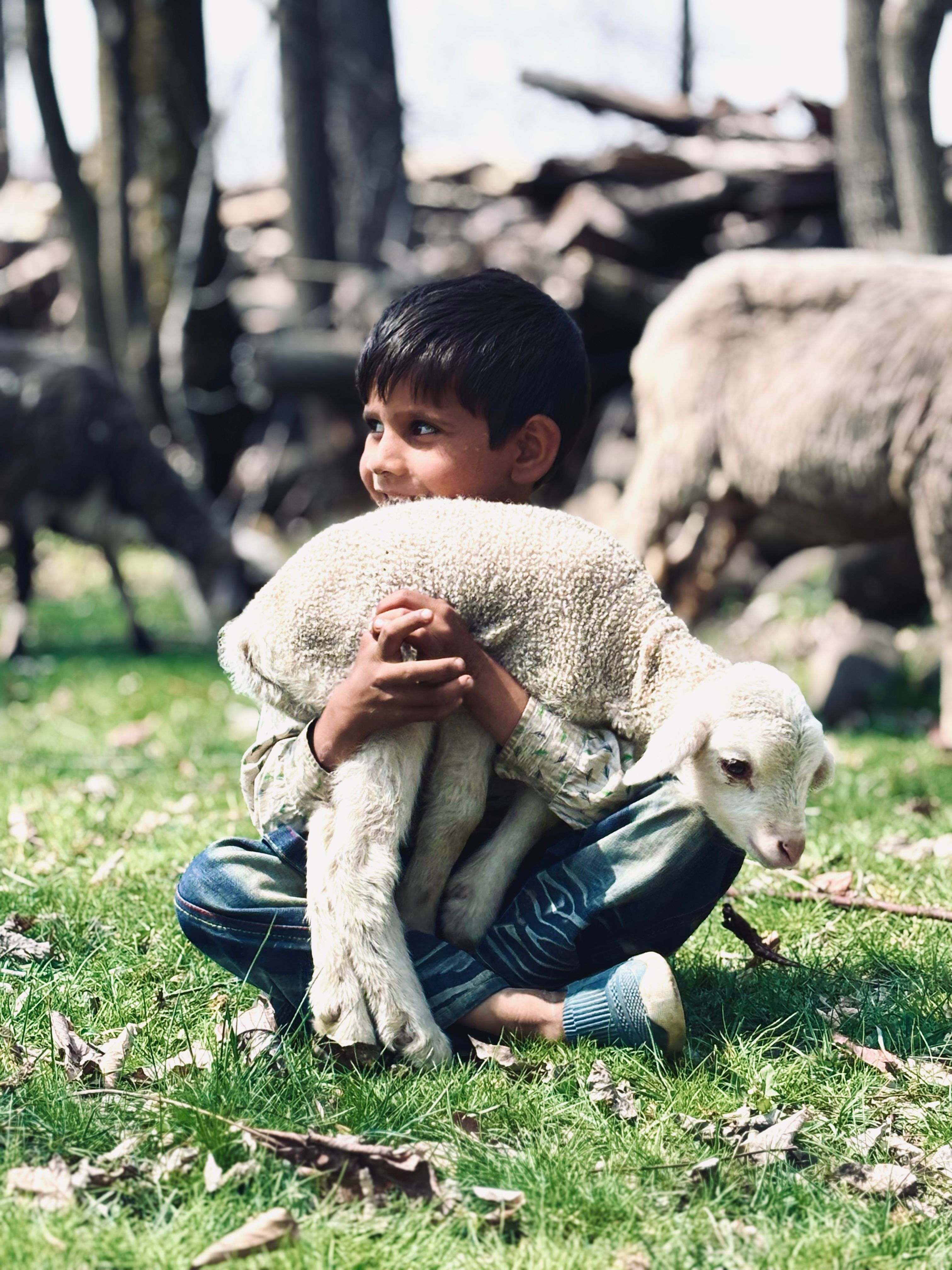 Child Embracing a Lamb Outdoors · Free Stock Photo