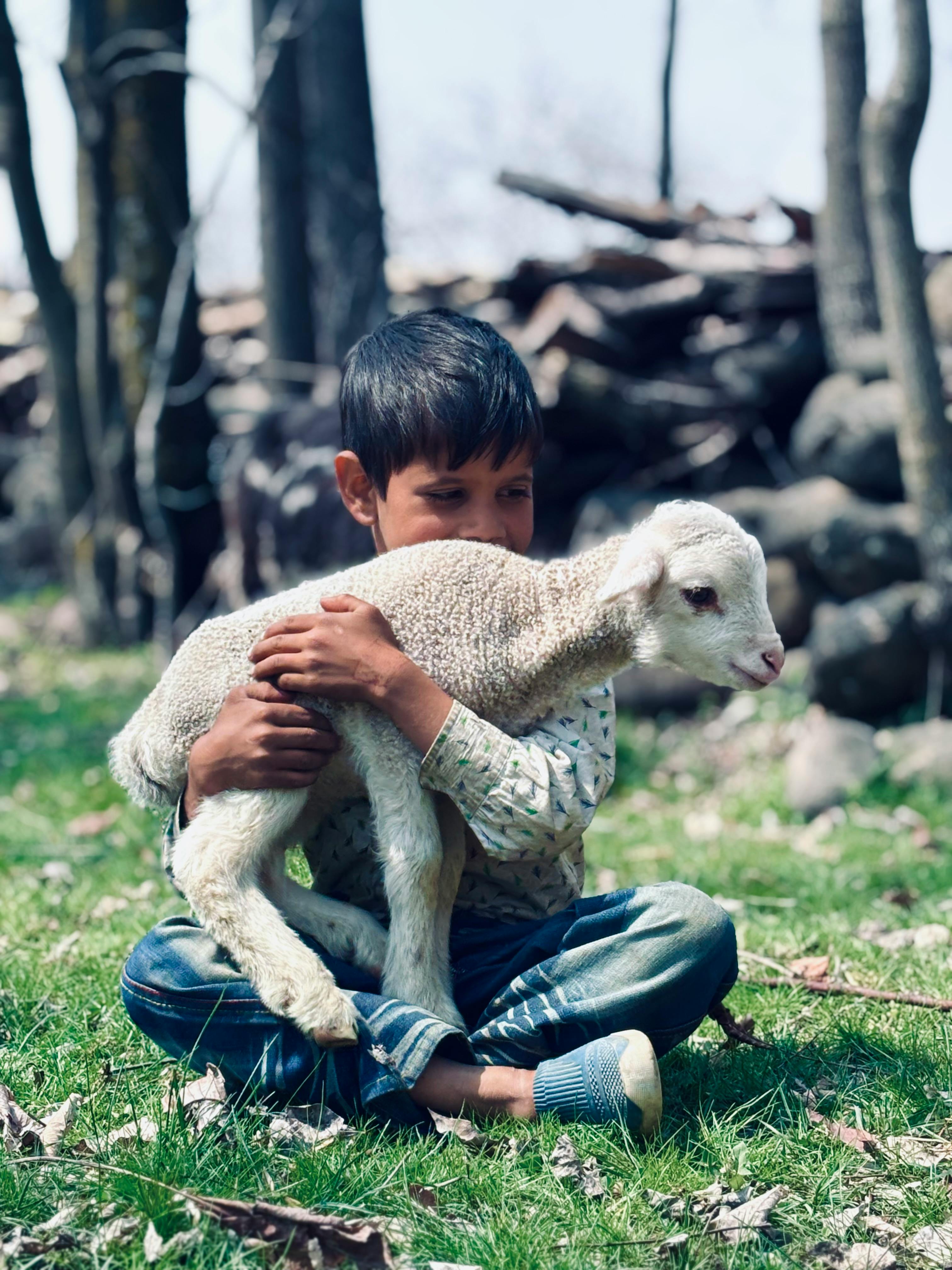 Boy Cuddling a Lamb in a Peaceful Meadow · Free Stock Photo