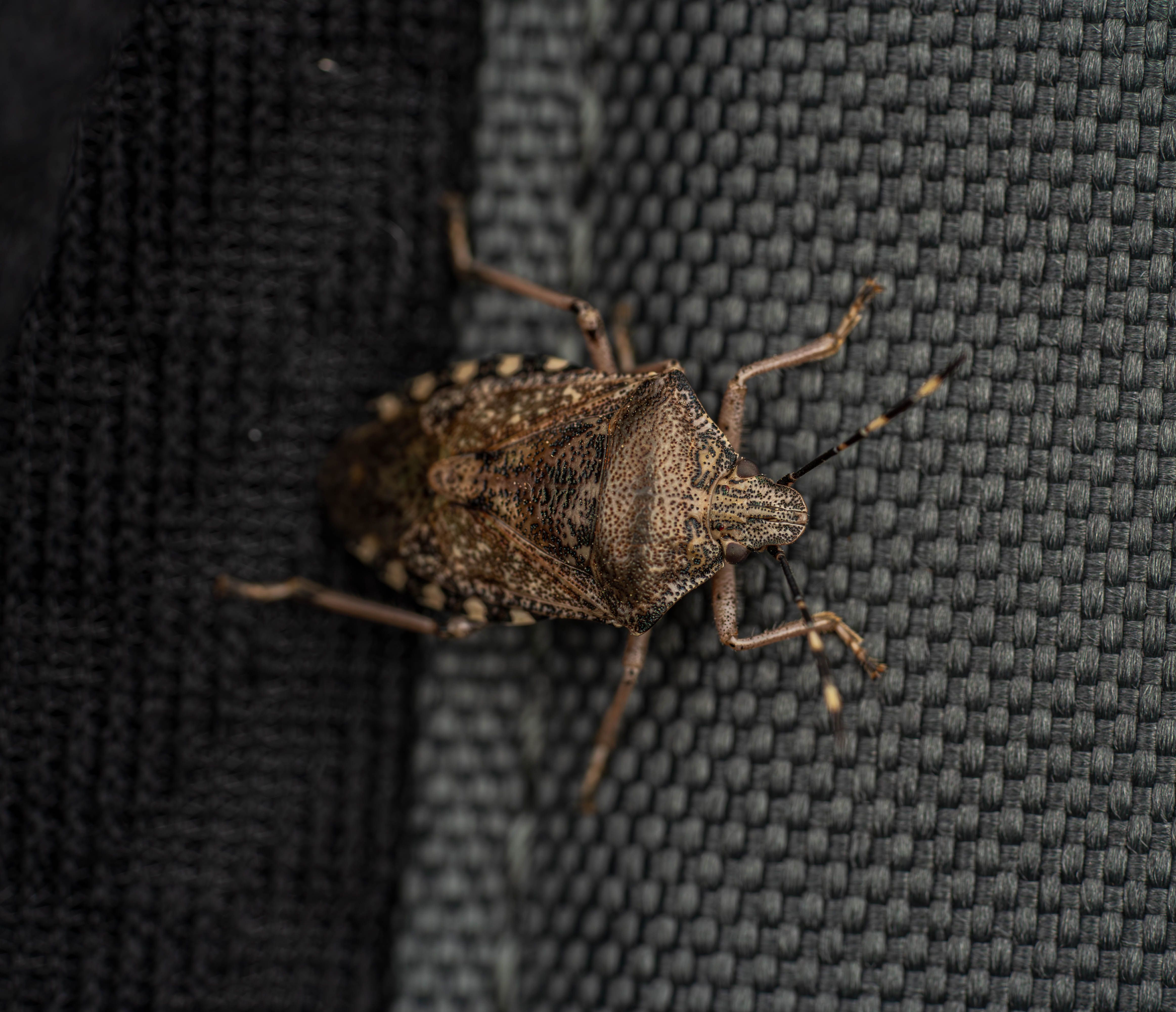 Hytale+Bug+Texture Photos, Download The BEST Free Hytale+Bug+Texture ...