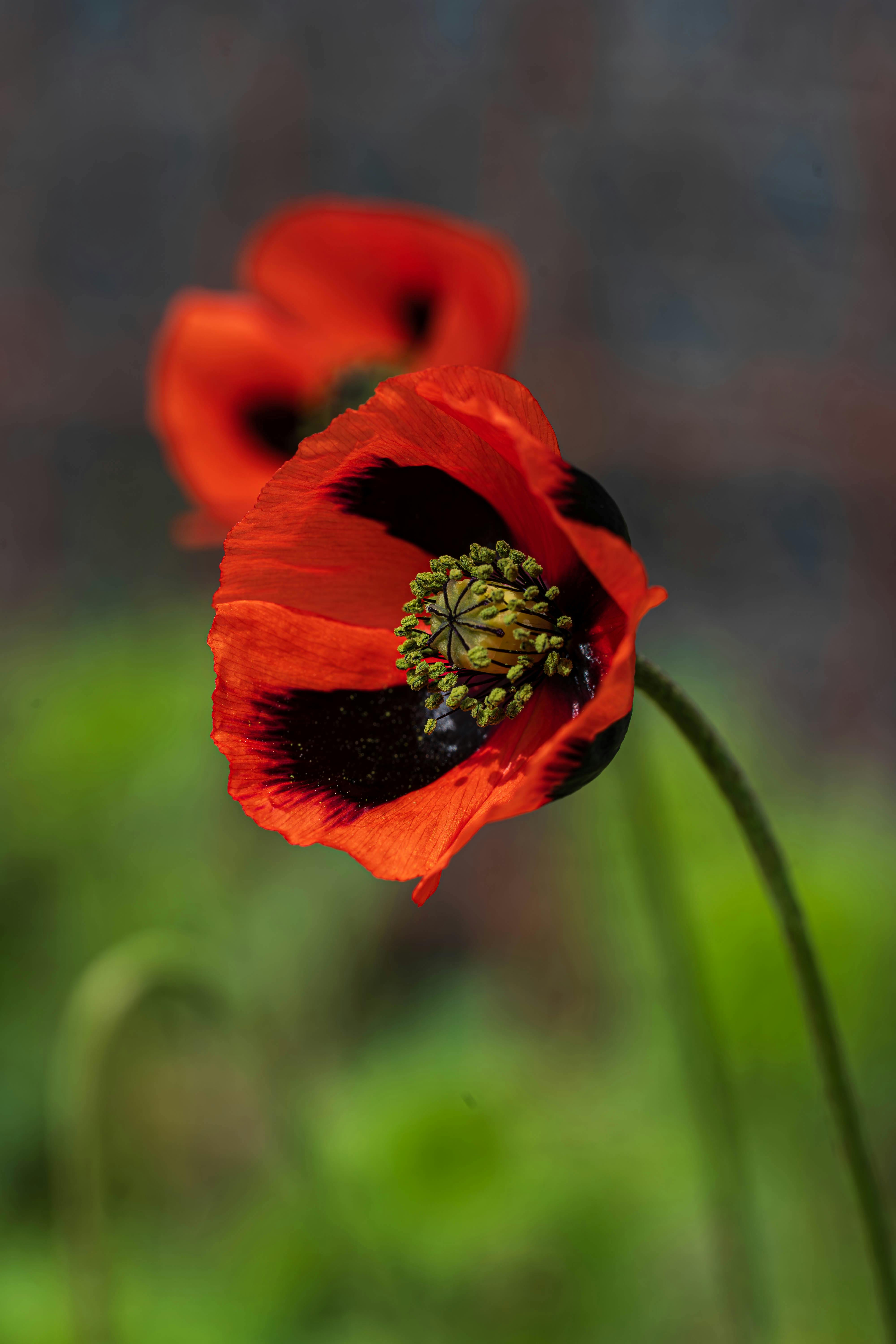 Fire Poppy Flower Photos, Download The BEST Free Fire Poppy Flower ...