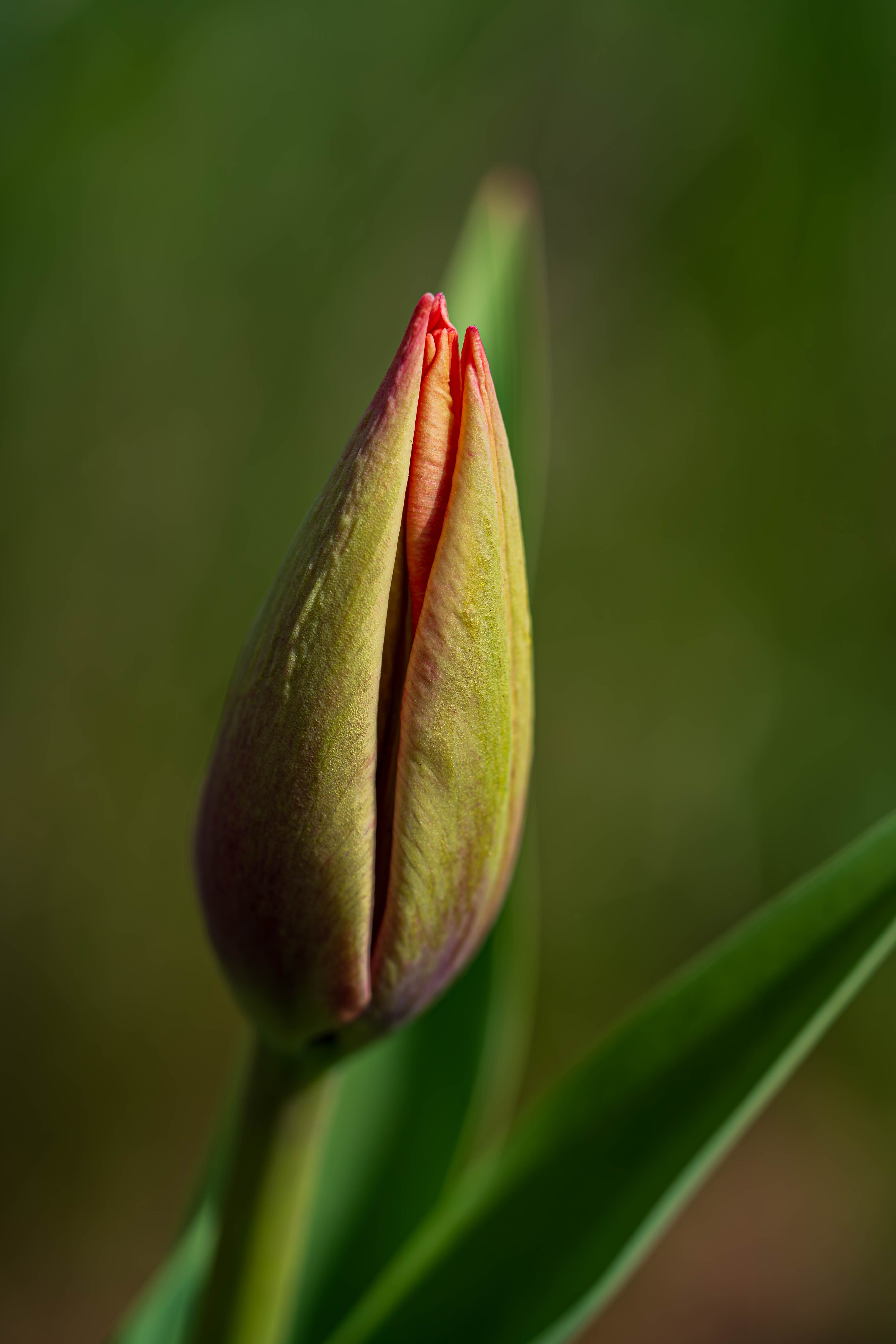 Close-Up of Tulip Bud in Springtime Light · Free Stock Photo