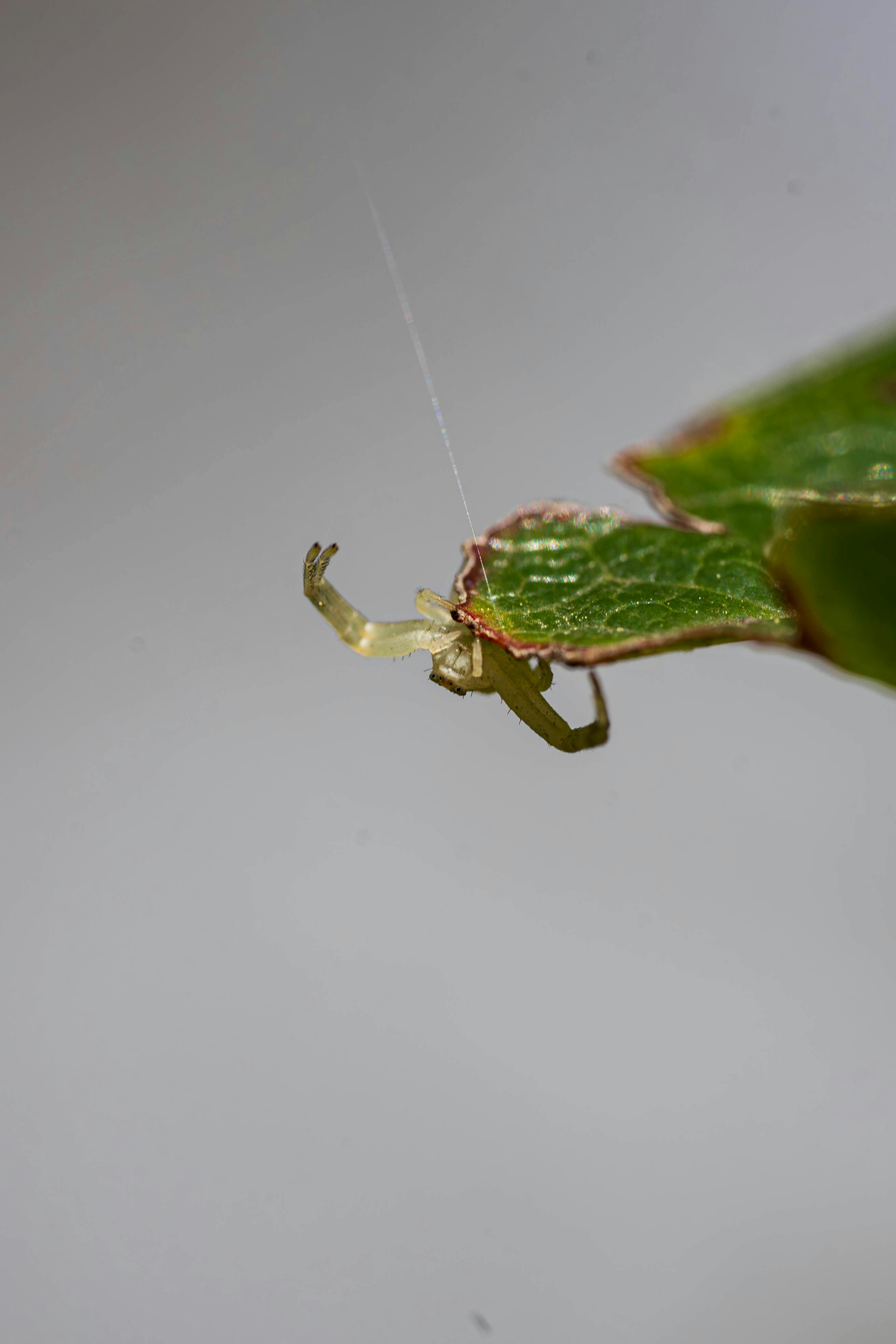 Close-Up of a Spider Dangling from a Leaf · Free Stock Photo