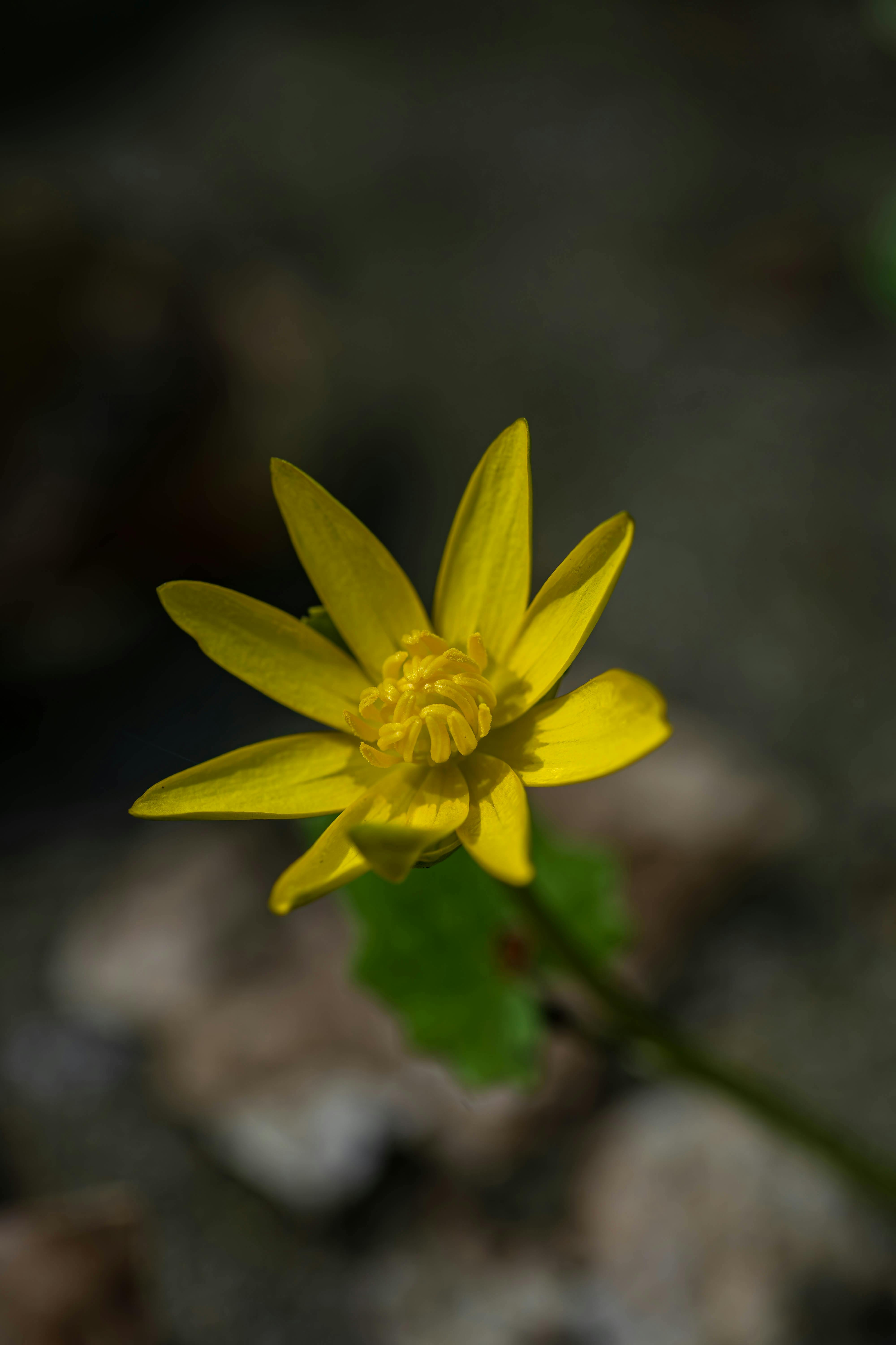 Close-up of a Bright Yellow Lesser Celandine Flower · Free Stock Photo