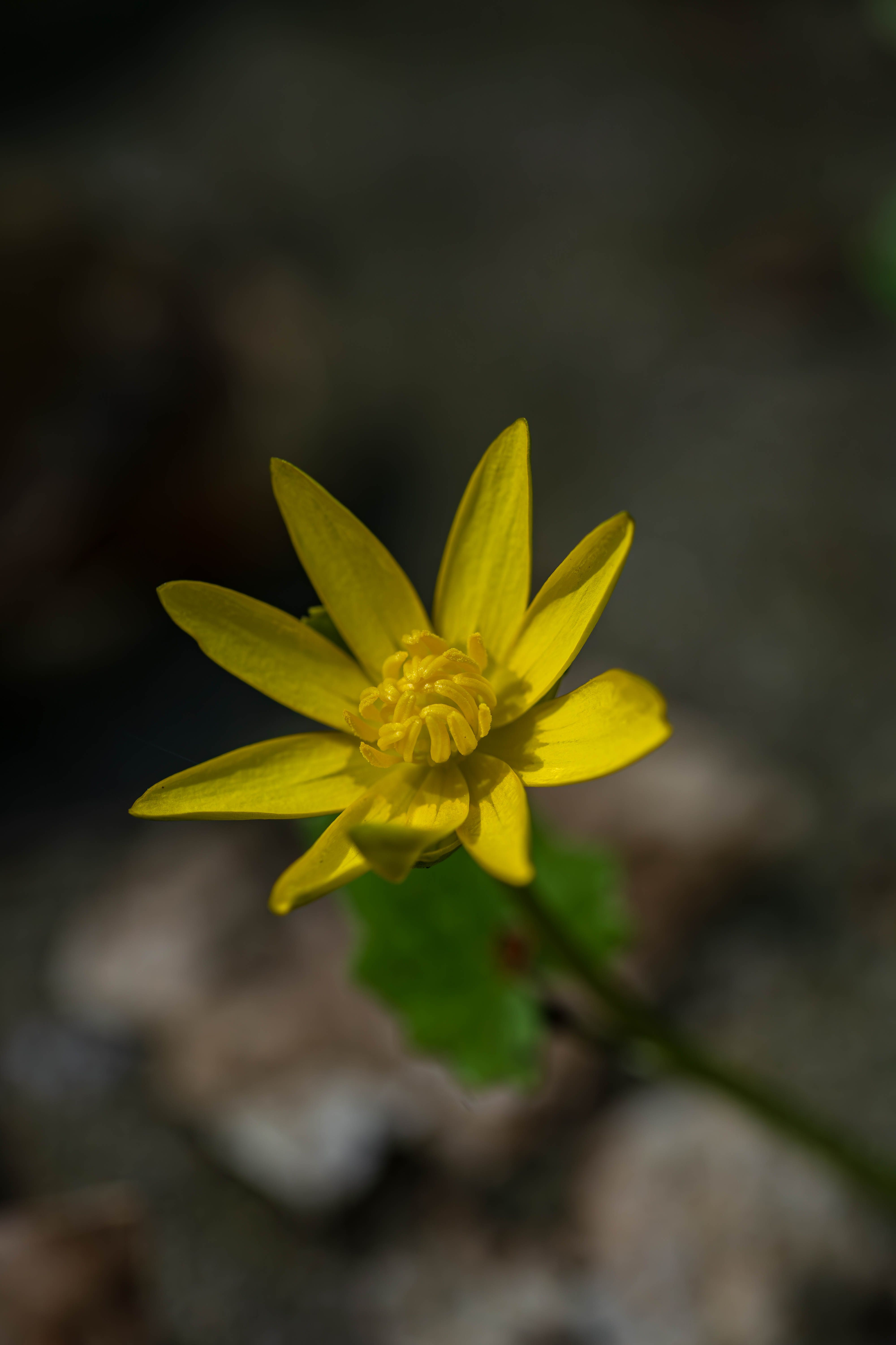 Close-up of a Bright Yellow Lesser Celandine Flower · Free Stock Photo